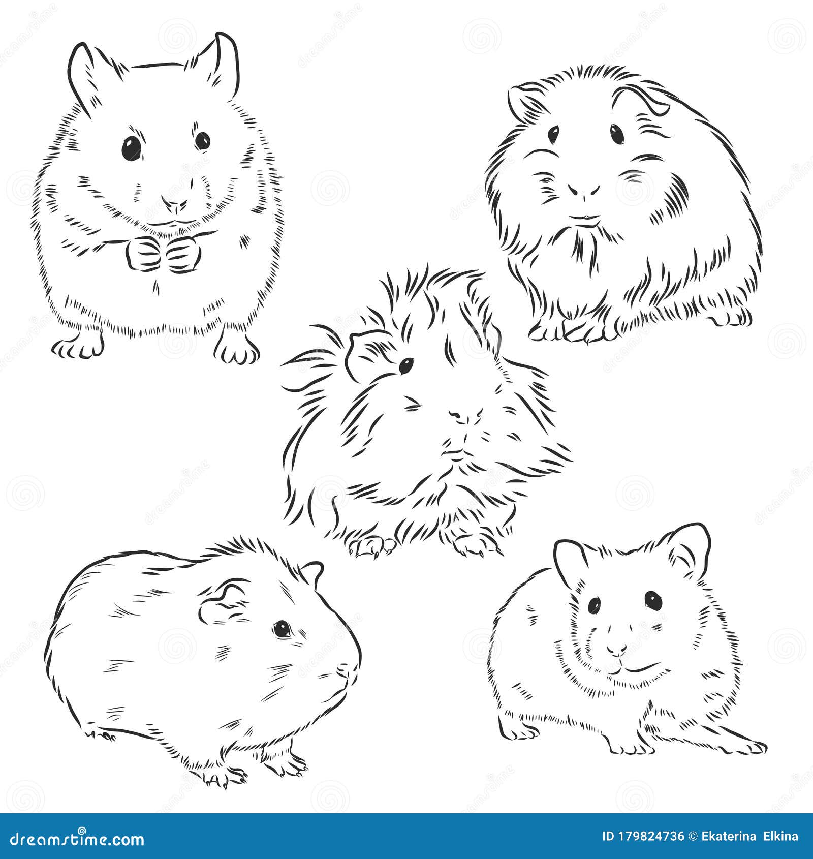 Cavy Sketch Vector Illustration, Cute Animal Line Ar, Guinea Pig Top ...