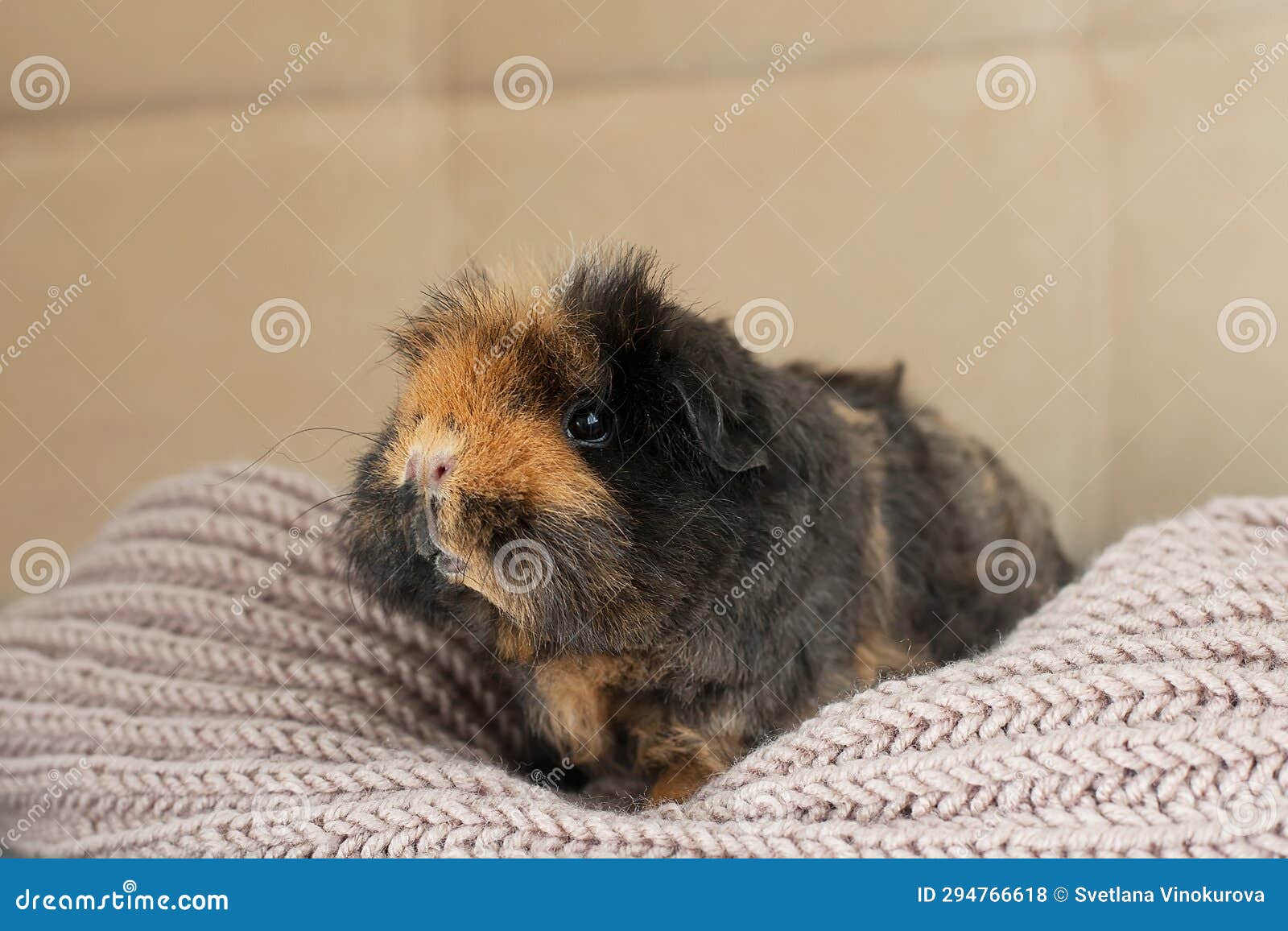 A Guinea Pig or Cavy Sitting in a Spring Field with Flowers. Stock ...