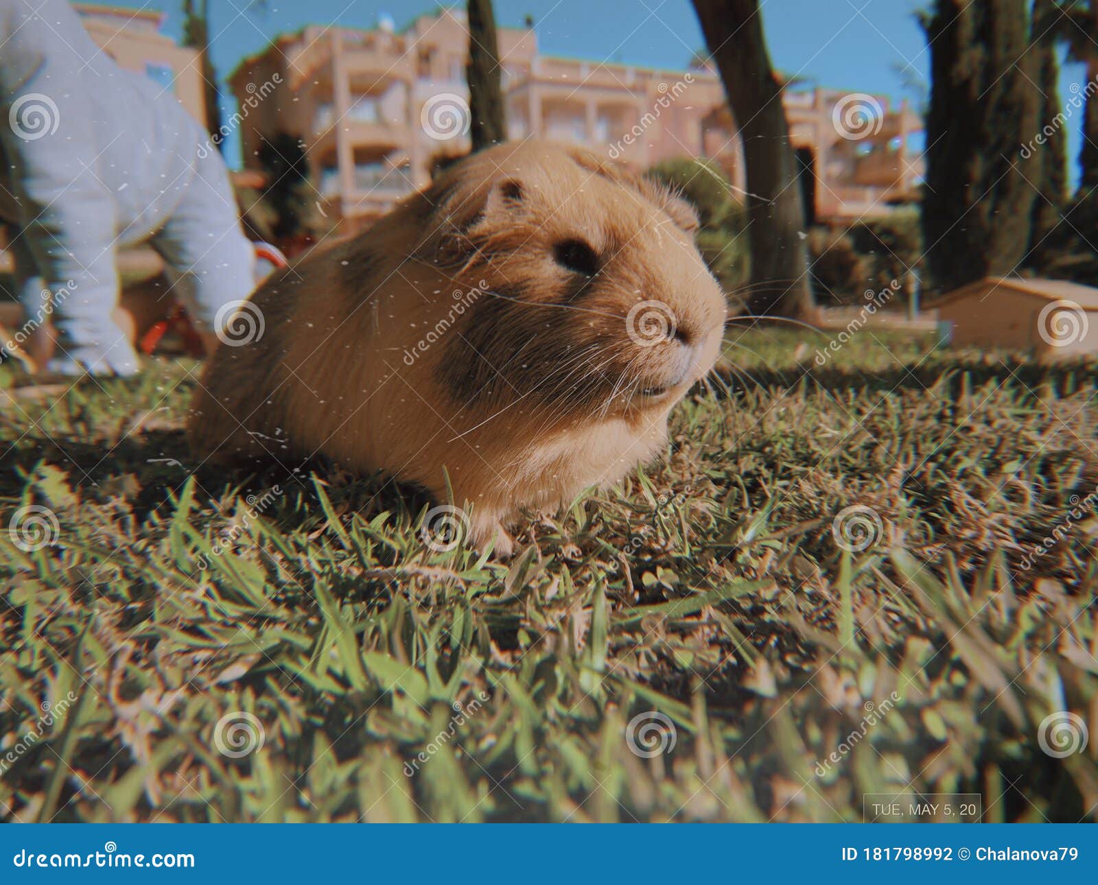 A Guinea Pig or Cavy Sitting in a Spring Field Stock Photo - Image of ...
