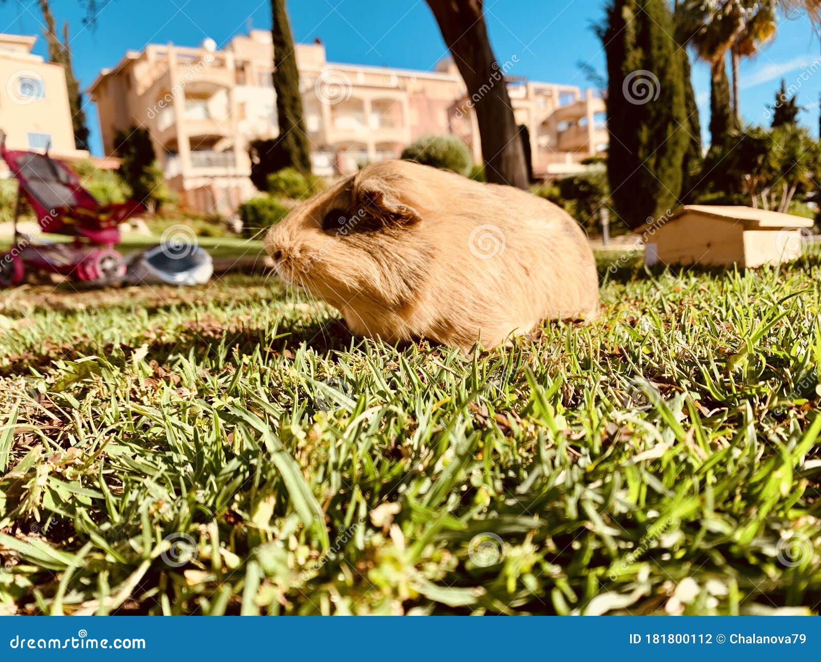 A Guinea Pig or Cavy Sitting in a Spring Field Stock Photo - Image of ...