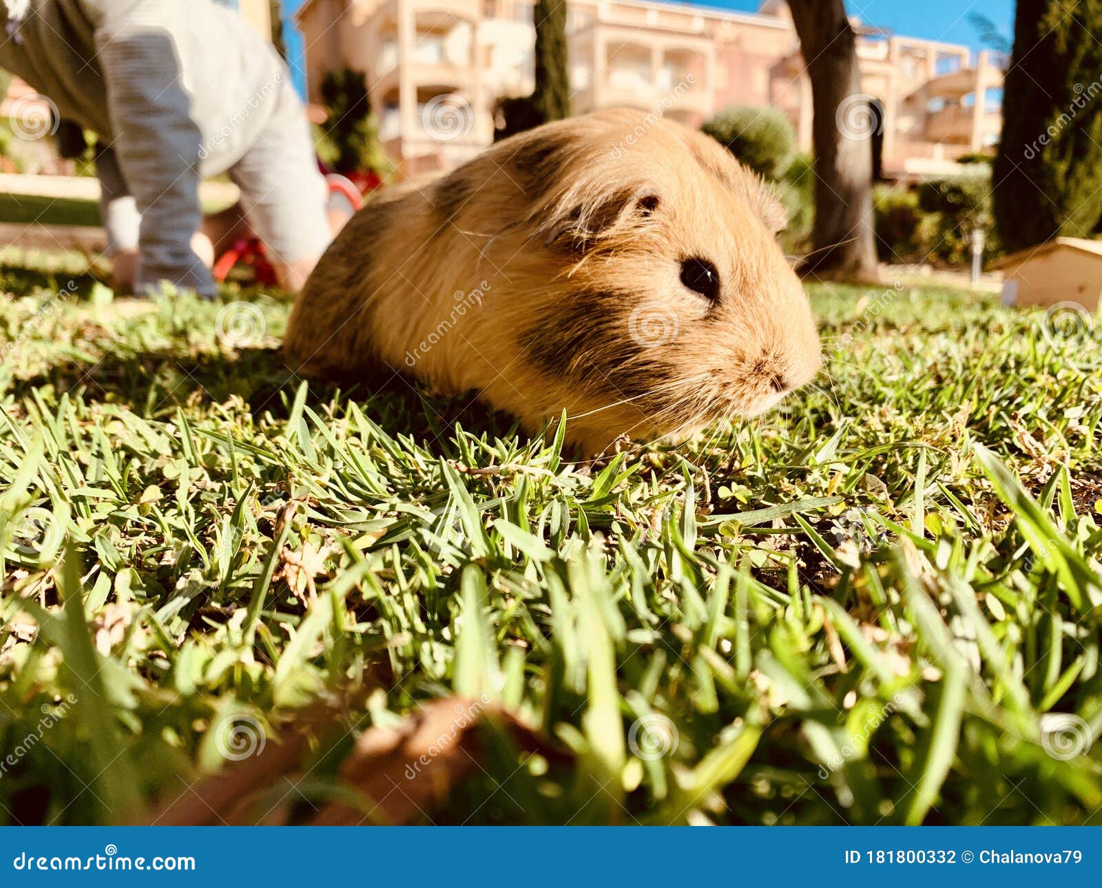 A Guinea Pig or Cavy Sitting in a Spring Field Stock Photo - Image of ...