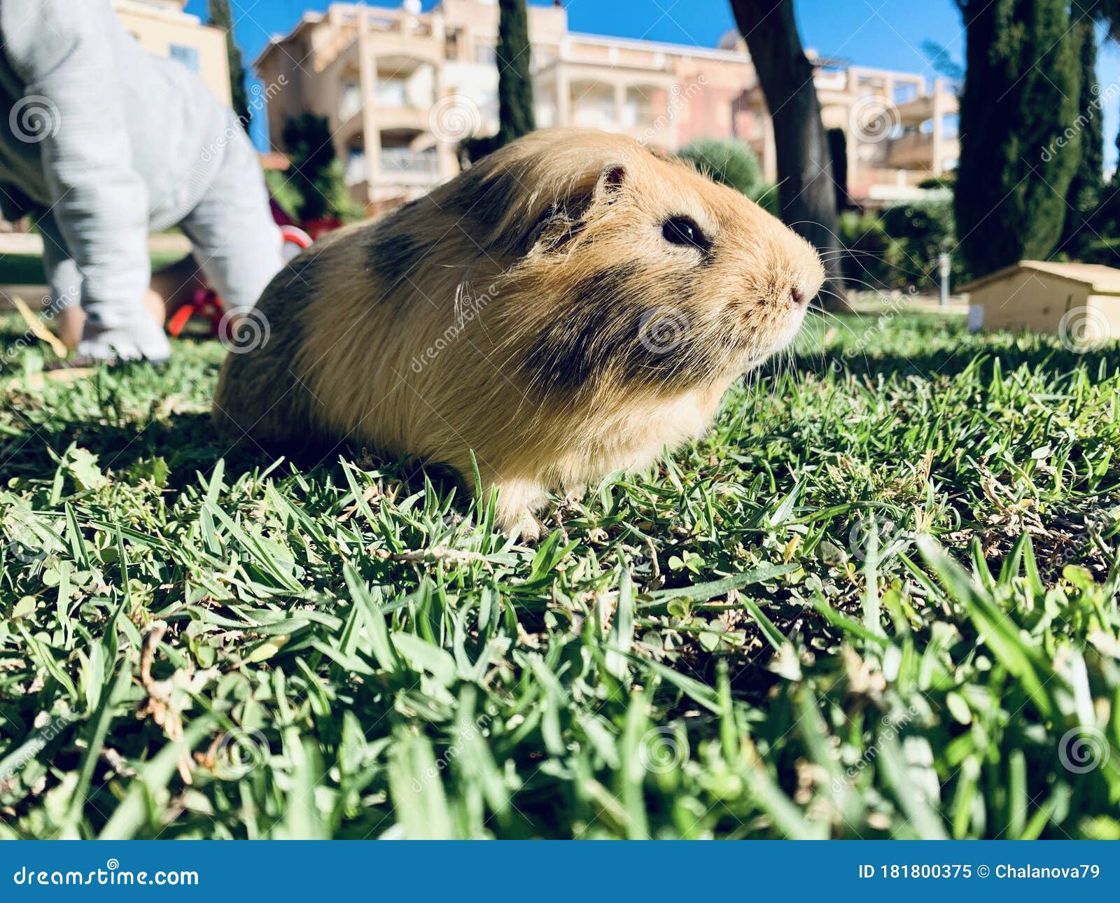 A Guinea Pig or Cavy Sitting in a Spring Field Stock Image - Image of ...