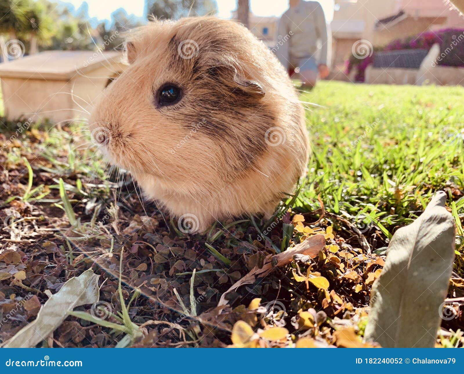 A Guinea Pig or Cavy Sitting in a Spring Field Stock Photo - Image of ...