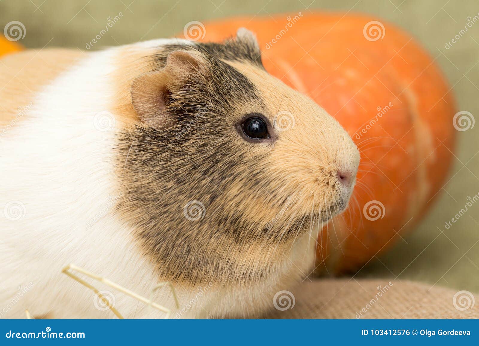 Guinea pig closeup stock photo. Image of guinea, horizontal - 103412576