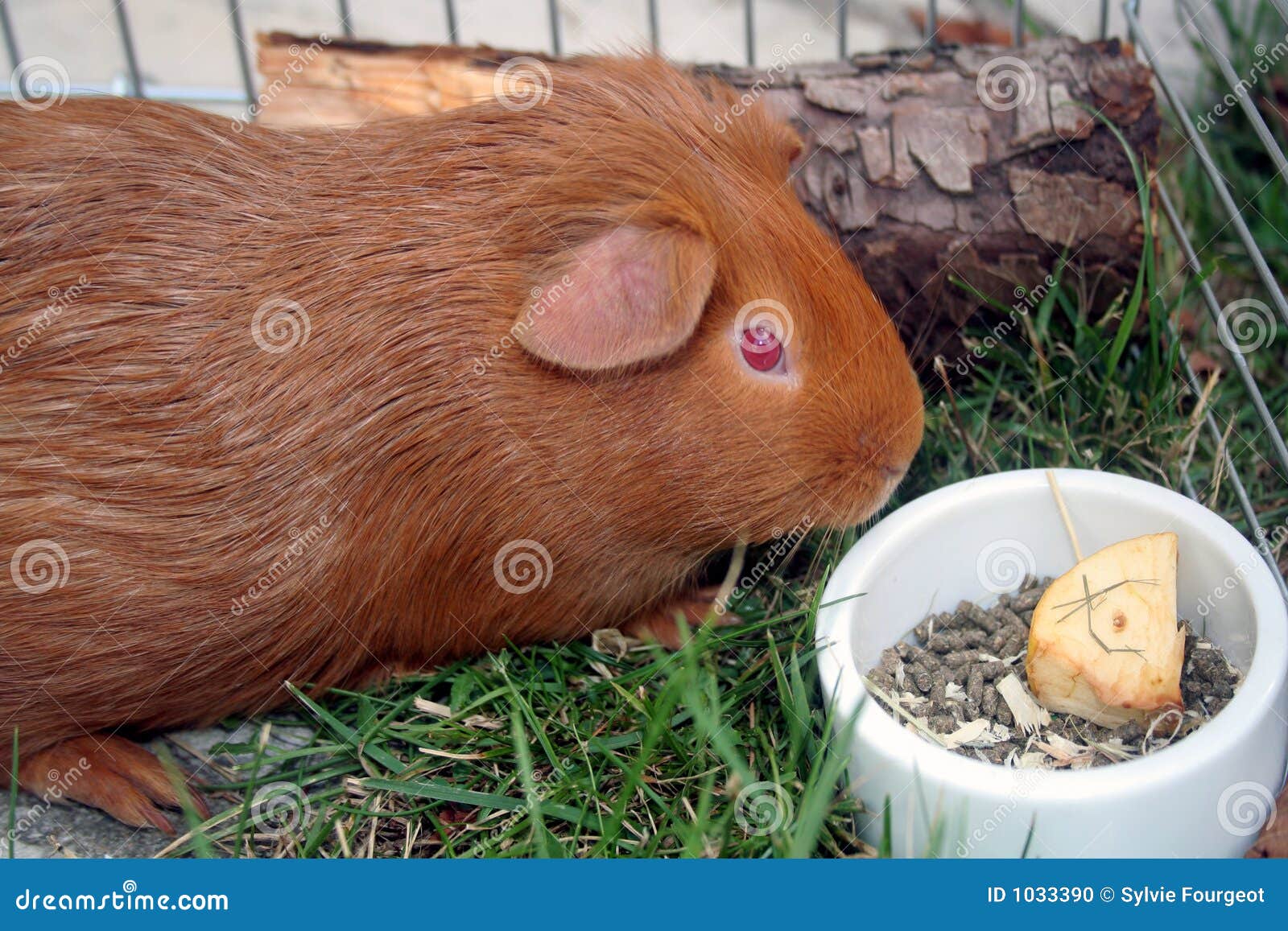 Guinea-pig or cobaye. stock photo. Image of care, mammal - 1033390