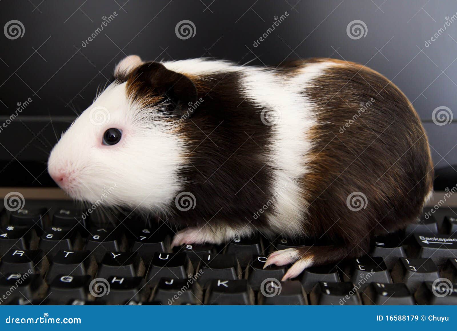 Guinea pig on computer stock image. Image of nature, white - 16588179