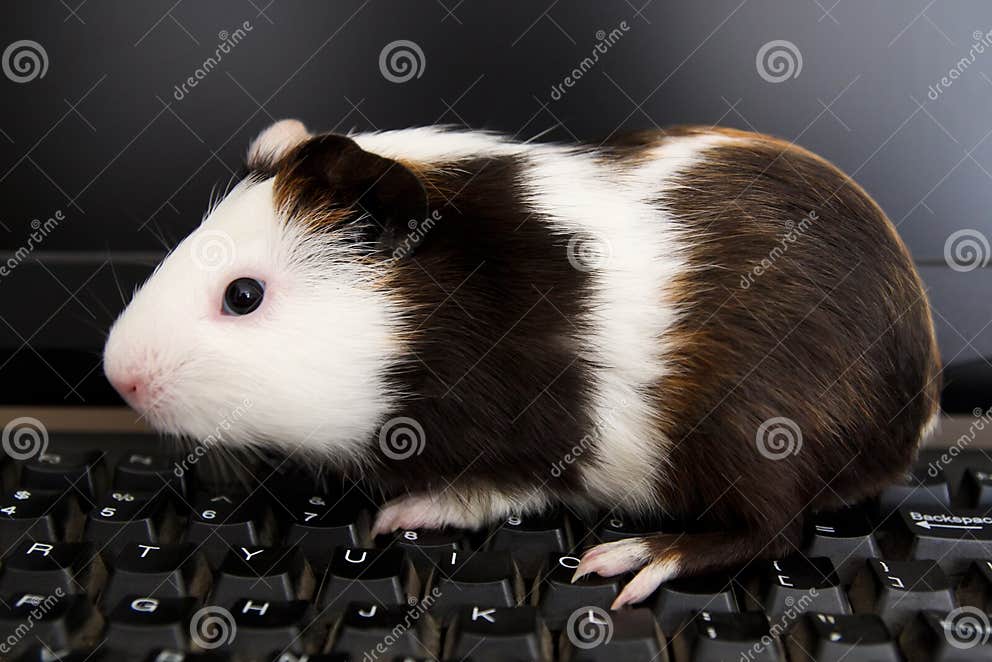 Guinea pig on computer stock image. Image of nature, white - 16588179