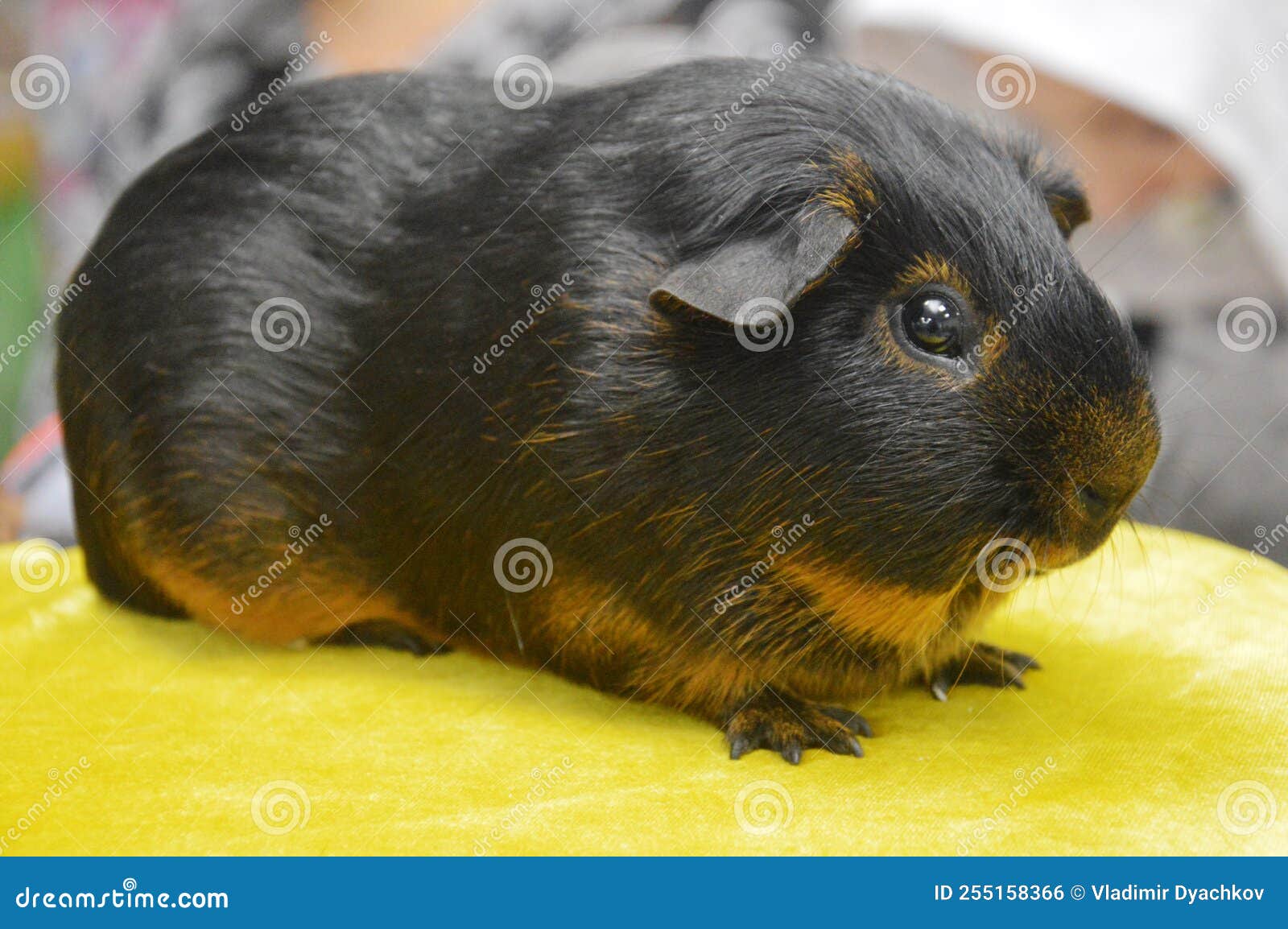 Guinea pig stock photo. Image of horizontal, hamster - 255158366