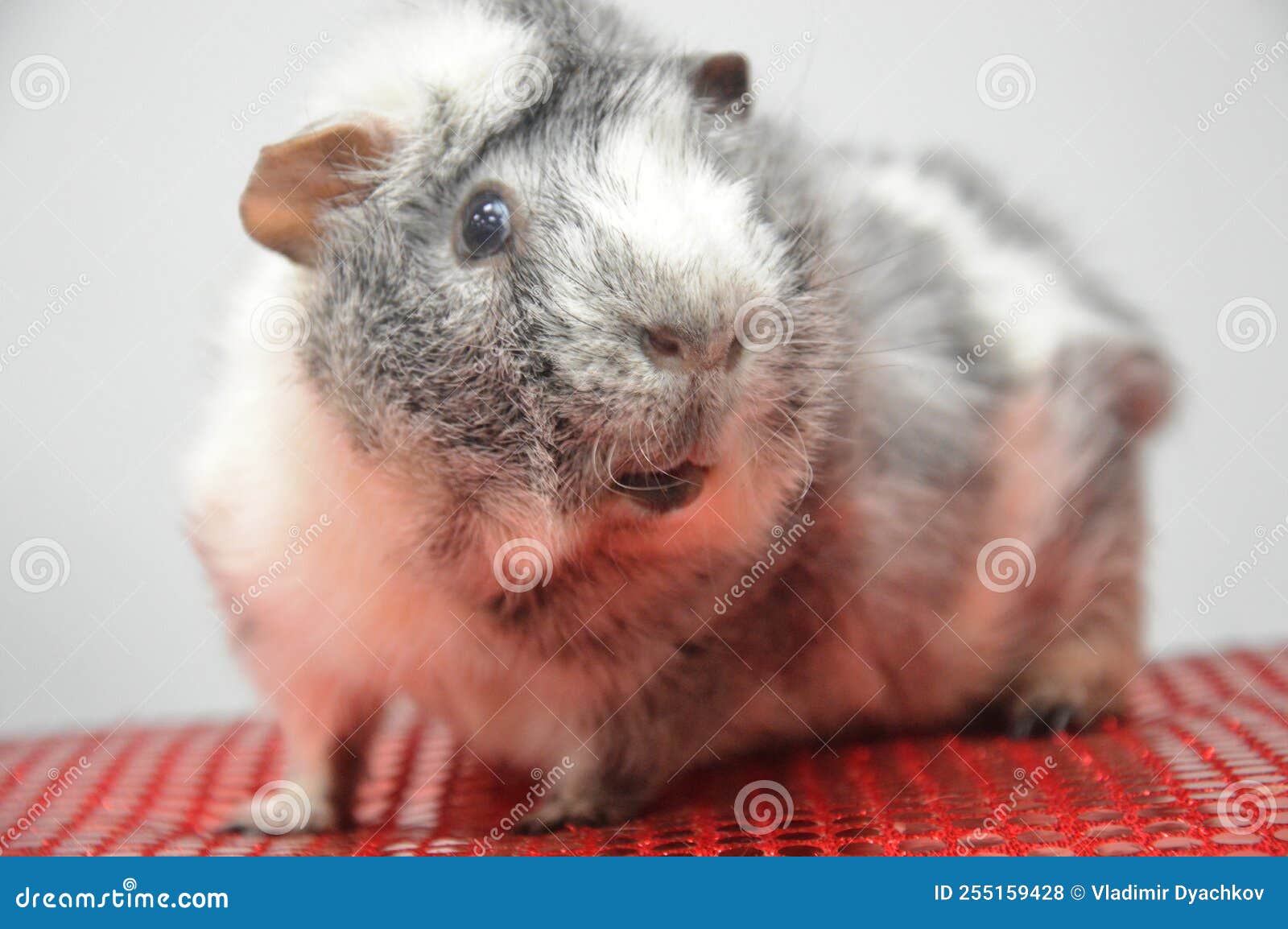 Guinea pig stock photo. Image of cavy, domestic, food - 255159428