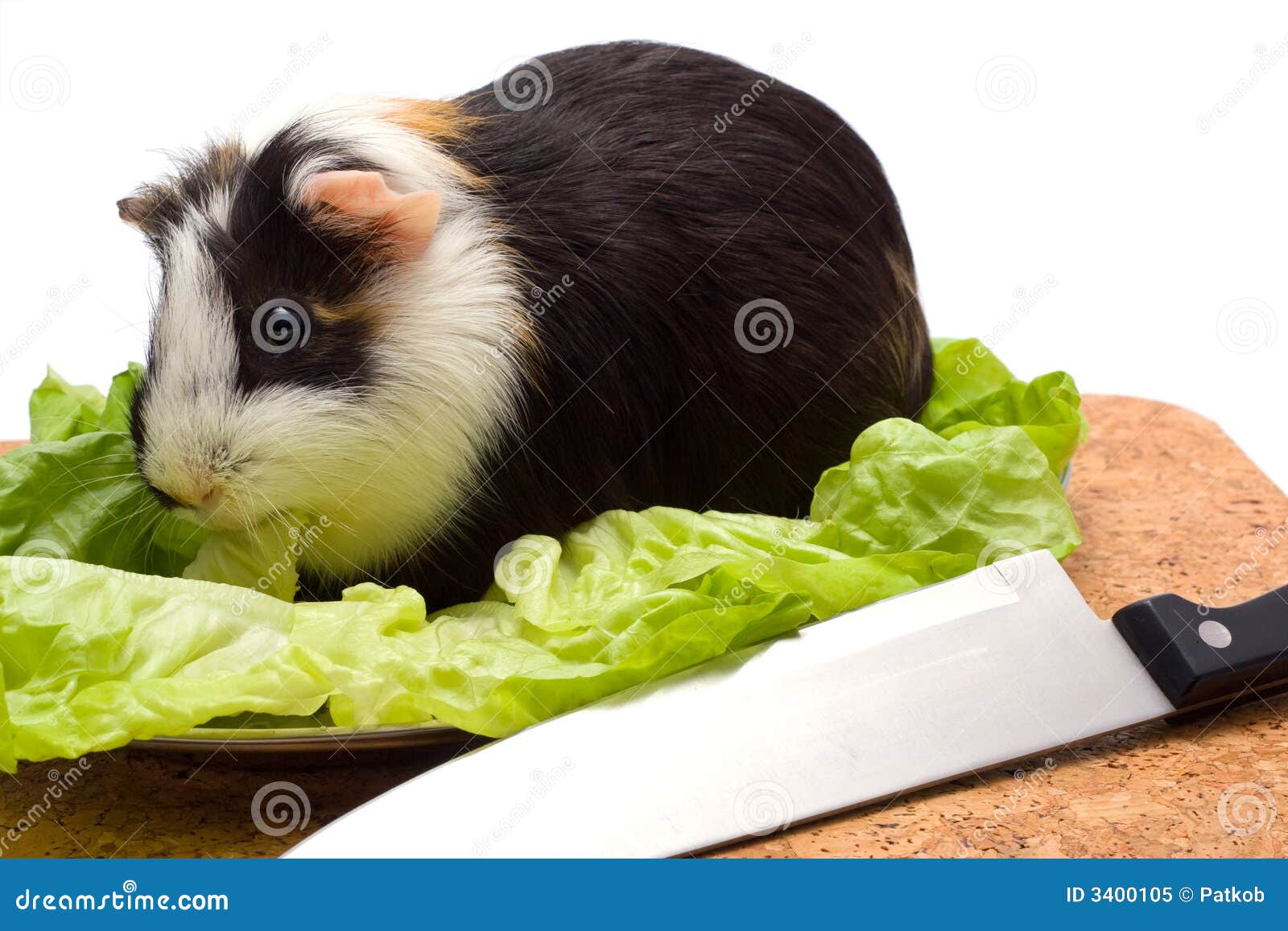 Guinea Pig on a Dinner Table Stock Image - Image of brown, domestic ...