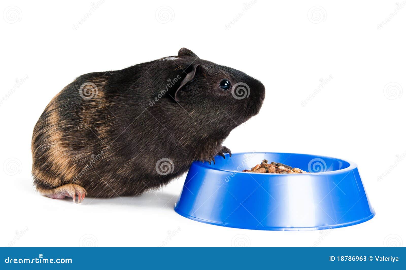 Guinea pig eating stock image. Image of food, cavy, brown - 18786963