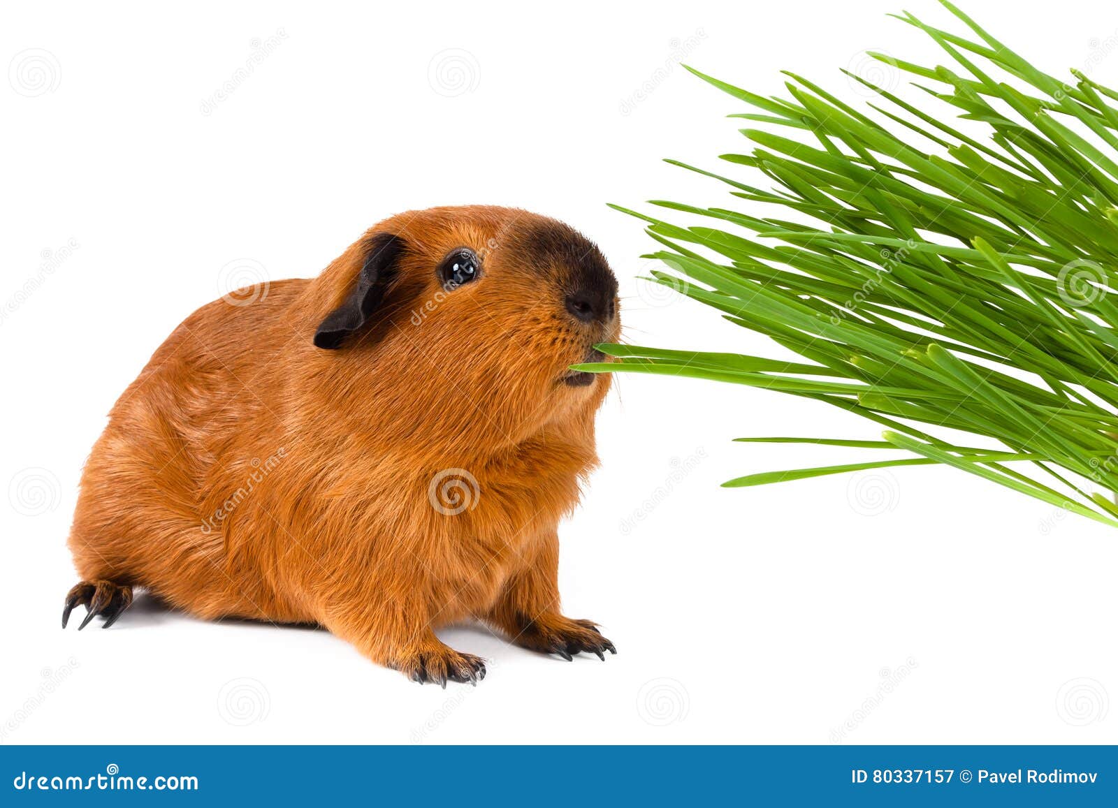 Guinea Pig Eating Fresh Green Grass on White Background Stock Image ...