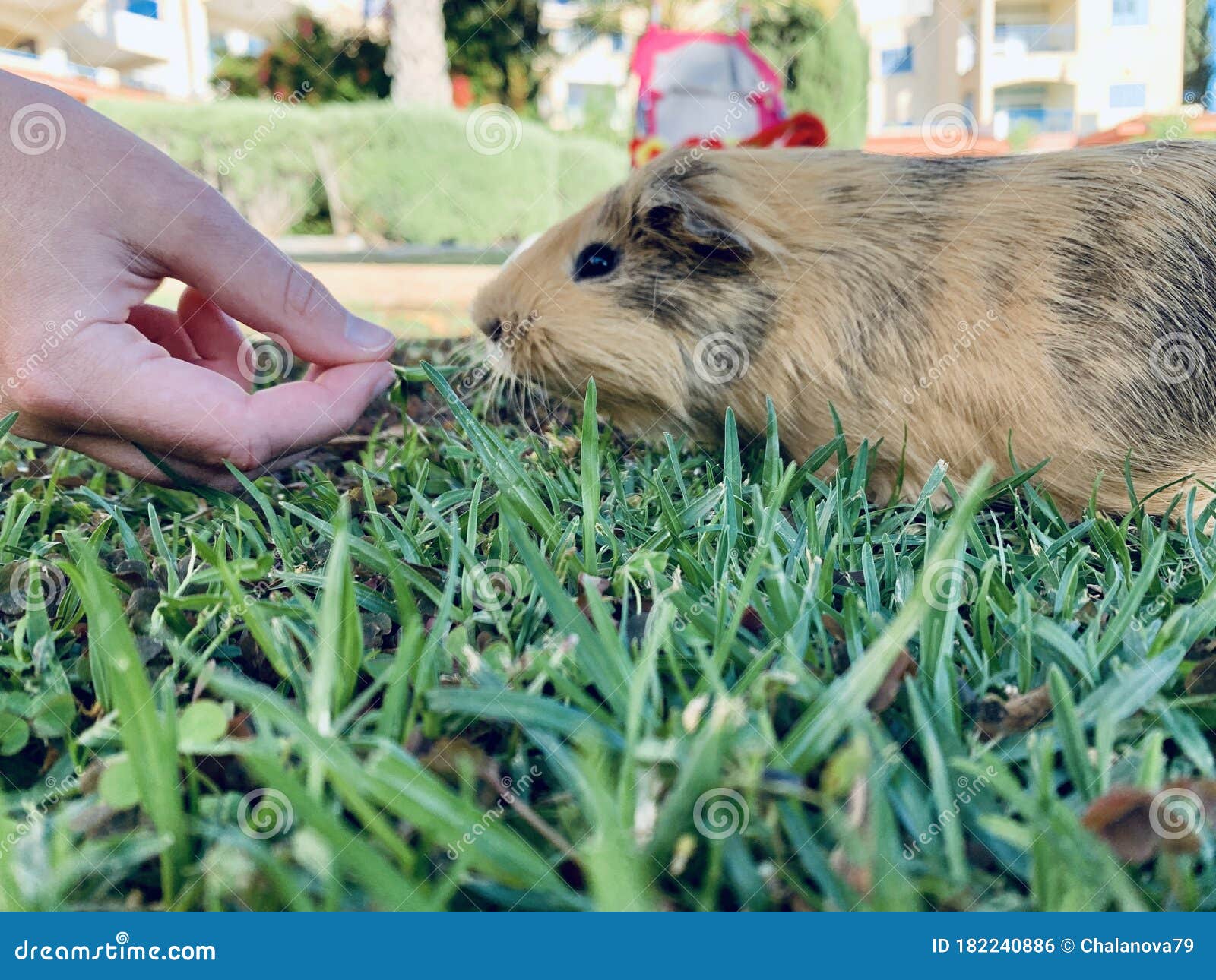 Guinea Pig Eating Grass from Boy`s Hand Stock Photo - Image of healthy ...