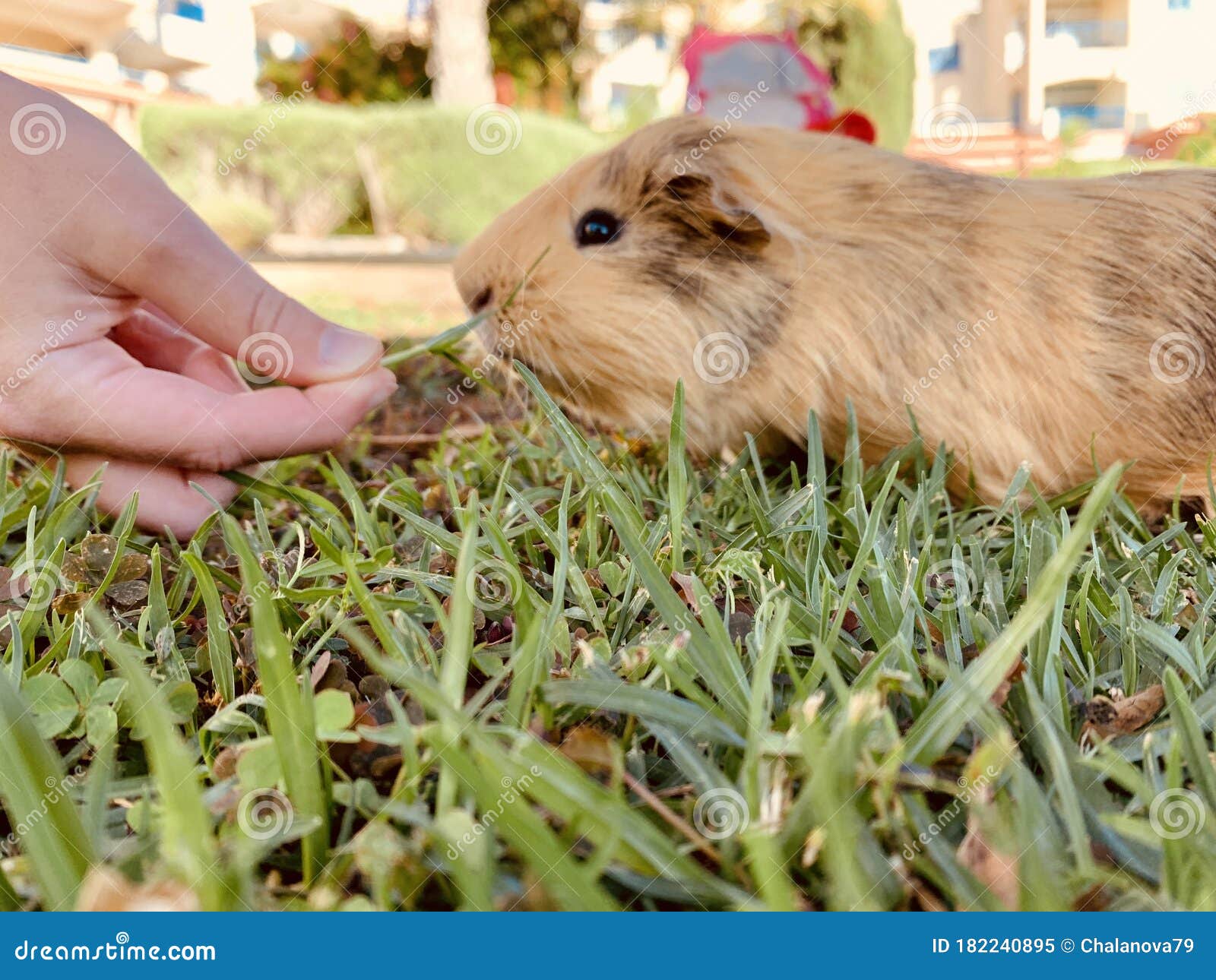 Guinea Pig Eating Grass from Boy`s Hand Stock Image - Image of funny ...