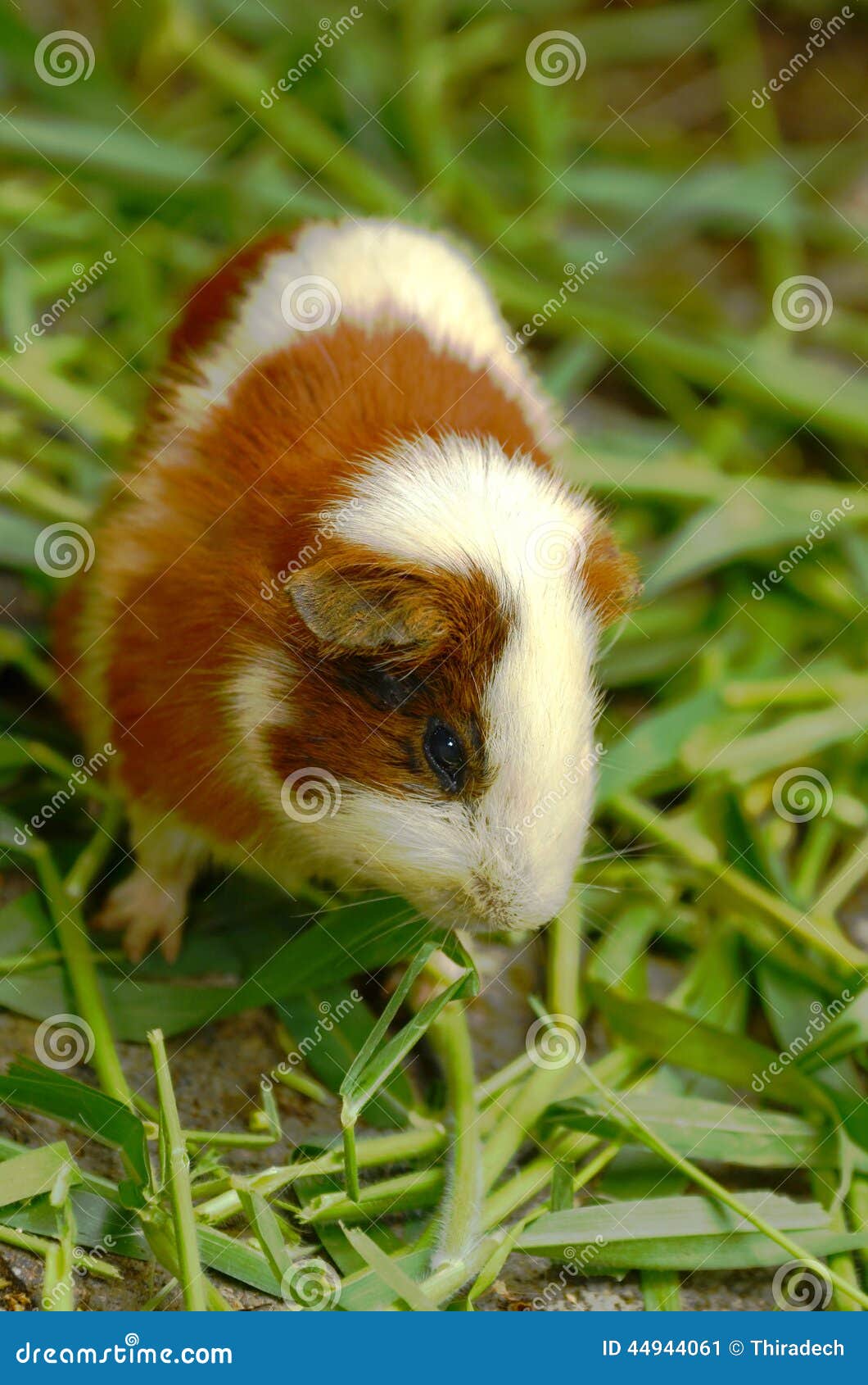 Guinea stock image. Image of cavy, nose, green, peruvian - 44944061