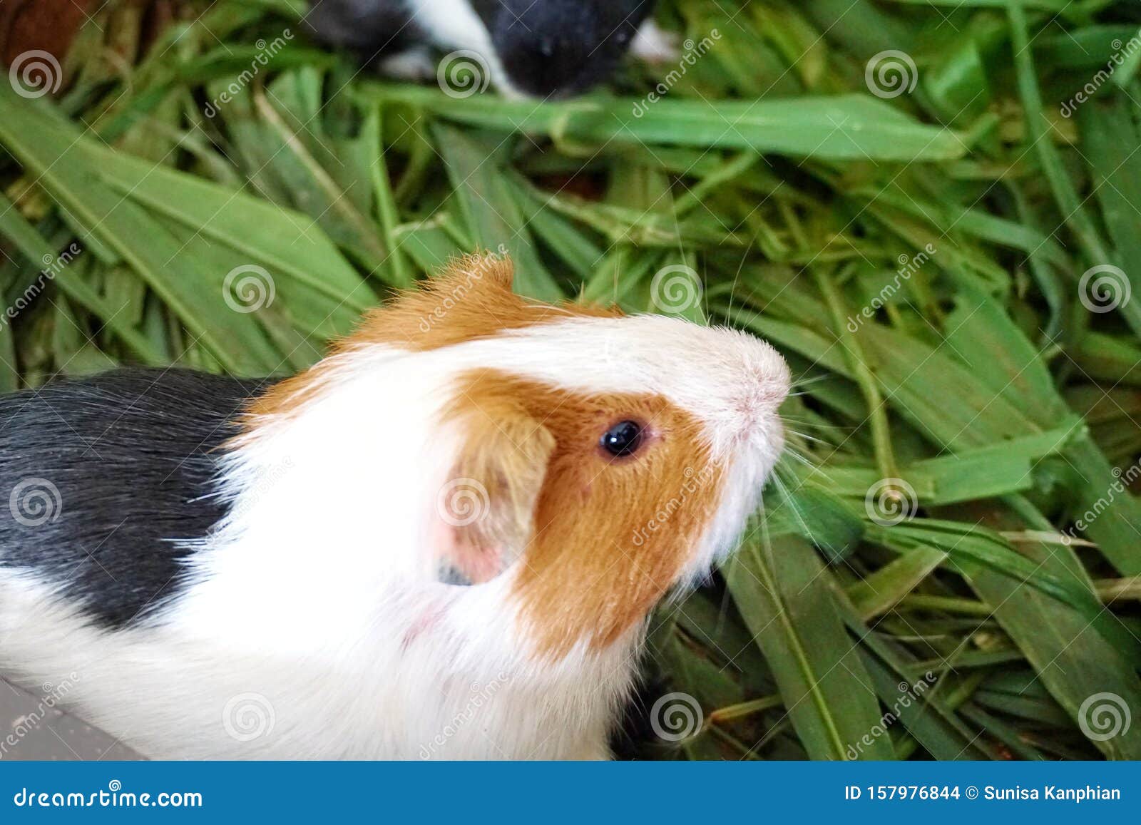 A Guinea Pig Eating Some Food Stock Photo - Image of guinea, fresh ...