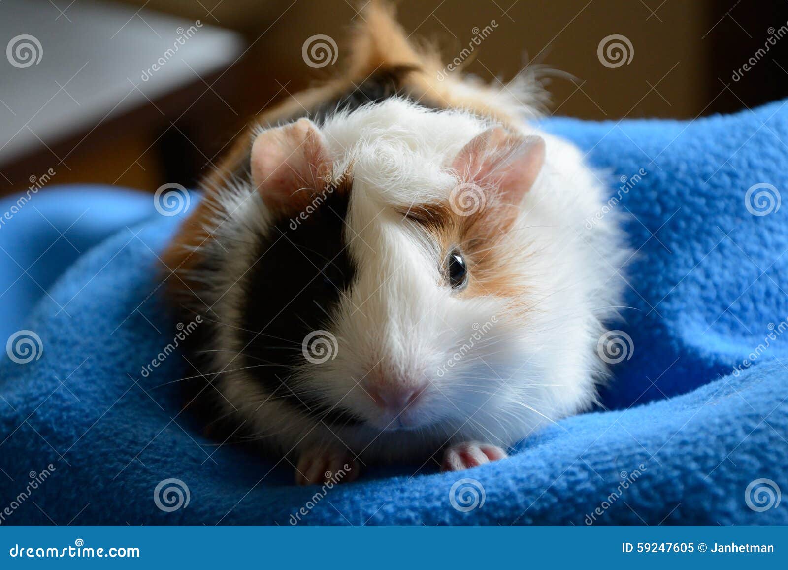 Guinea-Pig stock image. Image of small, animal, white - 59247605