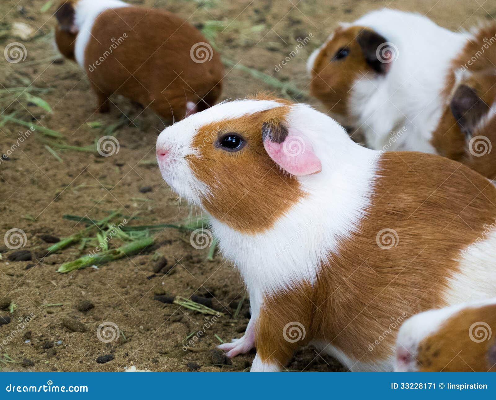 Guinea Pig stock image. Image of guinea, mouse, animal - 33228171