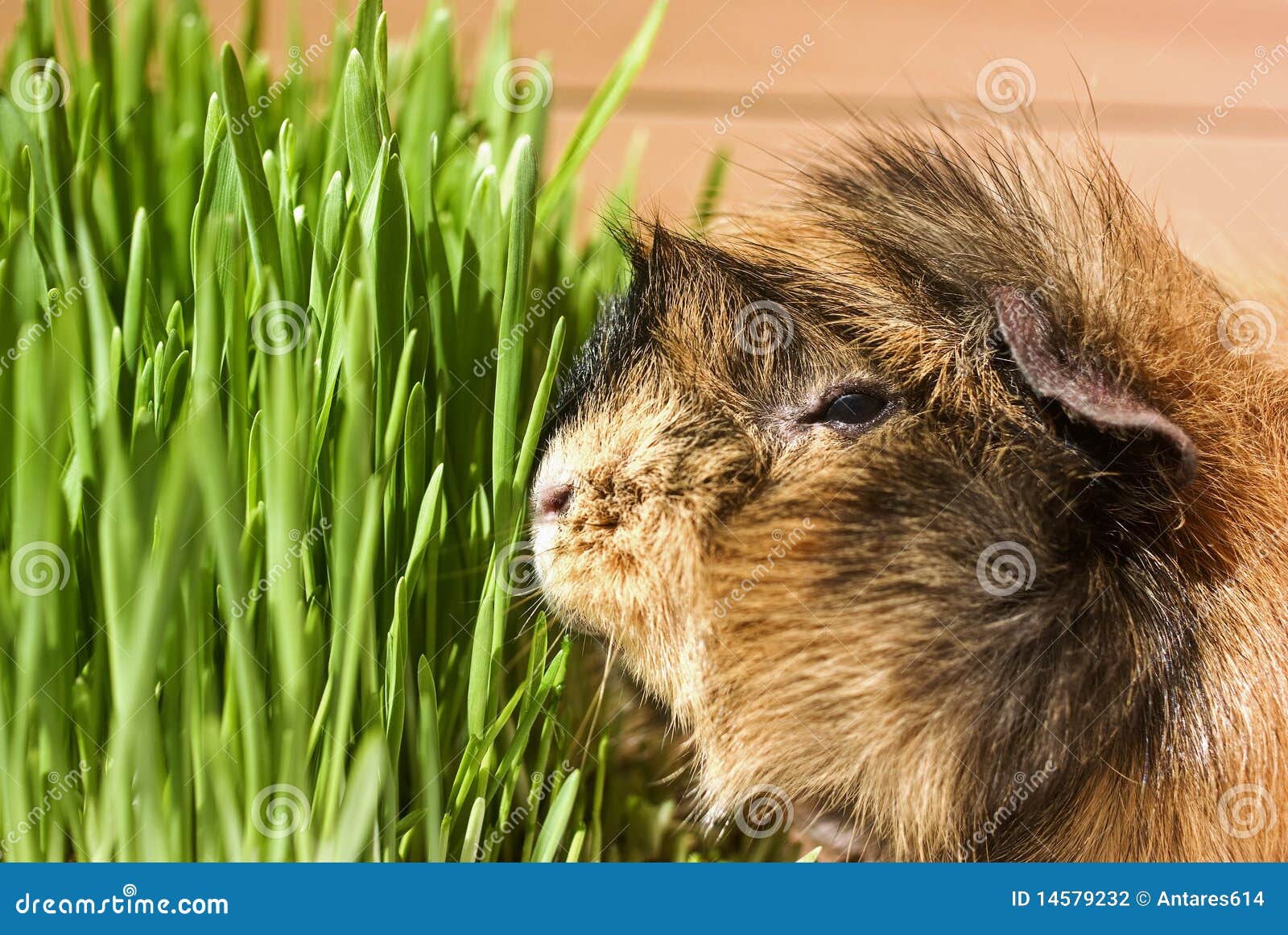 Guinea pig feeding stock photo. Image of cavy, eating - 14579232