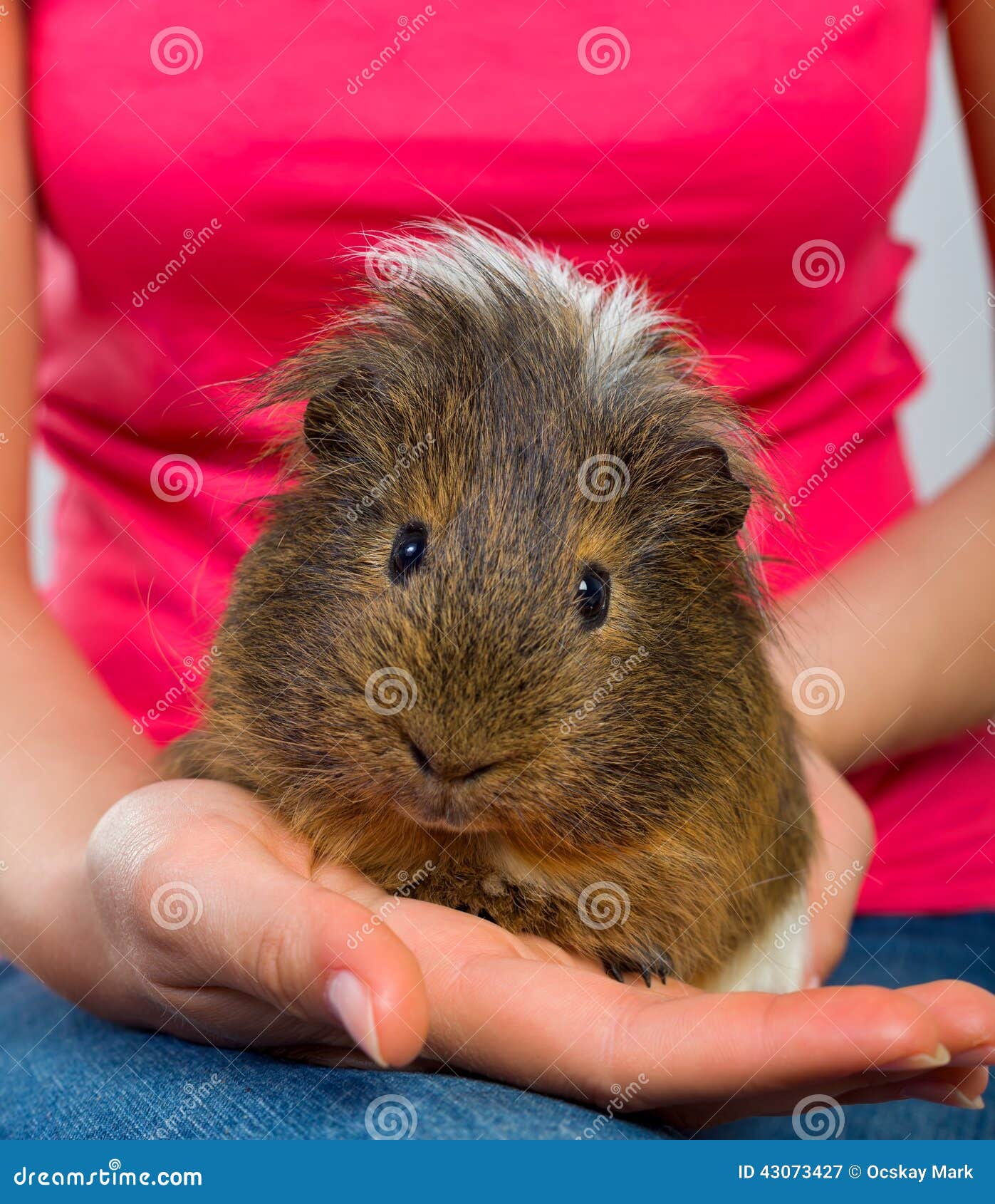 Guinea pig stock image. Image of furry, allergy, bonding - 43073427