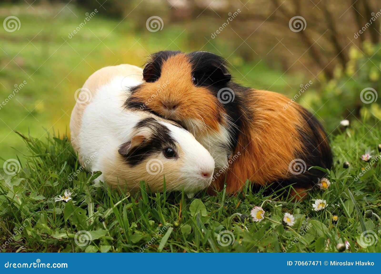 Guinea pig friends stock image. Image of nature, nice - 70667471