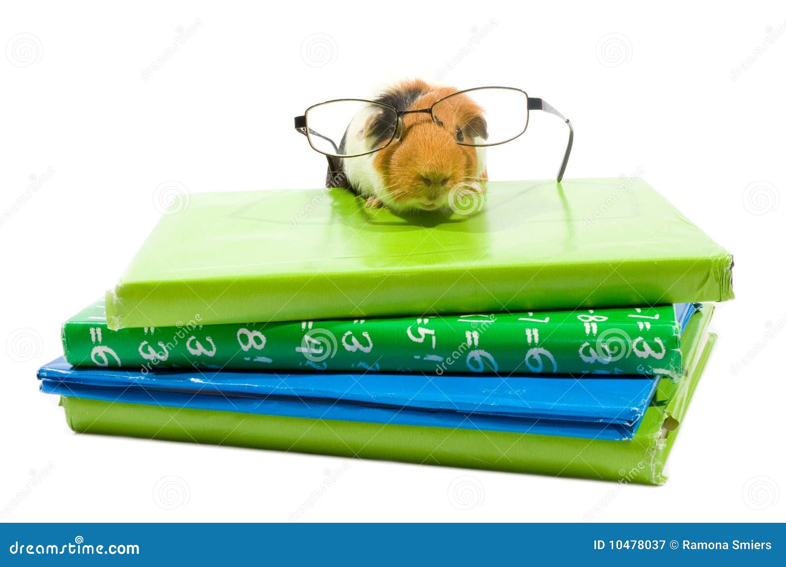 Guinea Pig with Glasses on a Stack of Schoolbooks Stock Image - Image ...