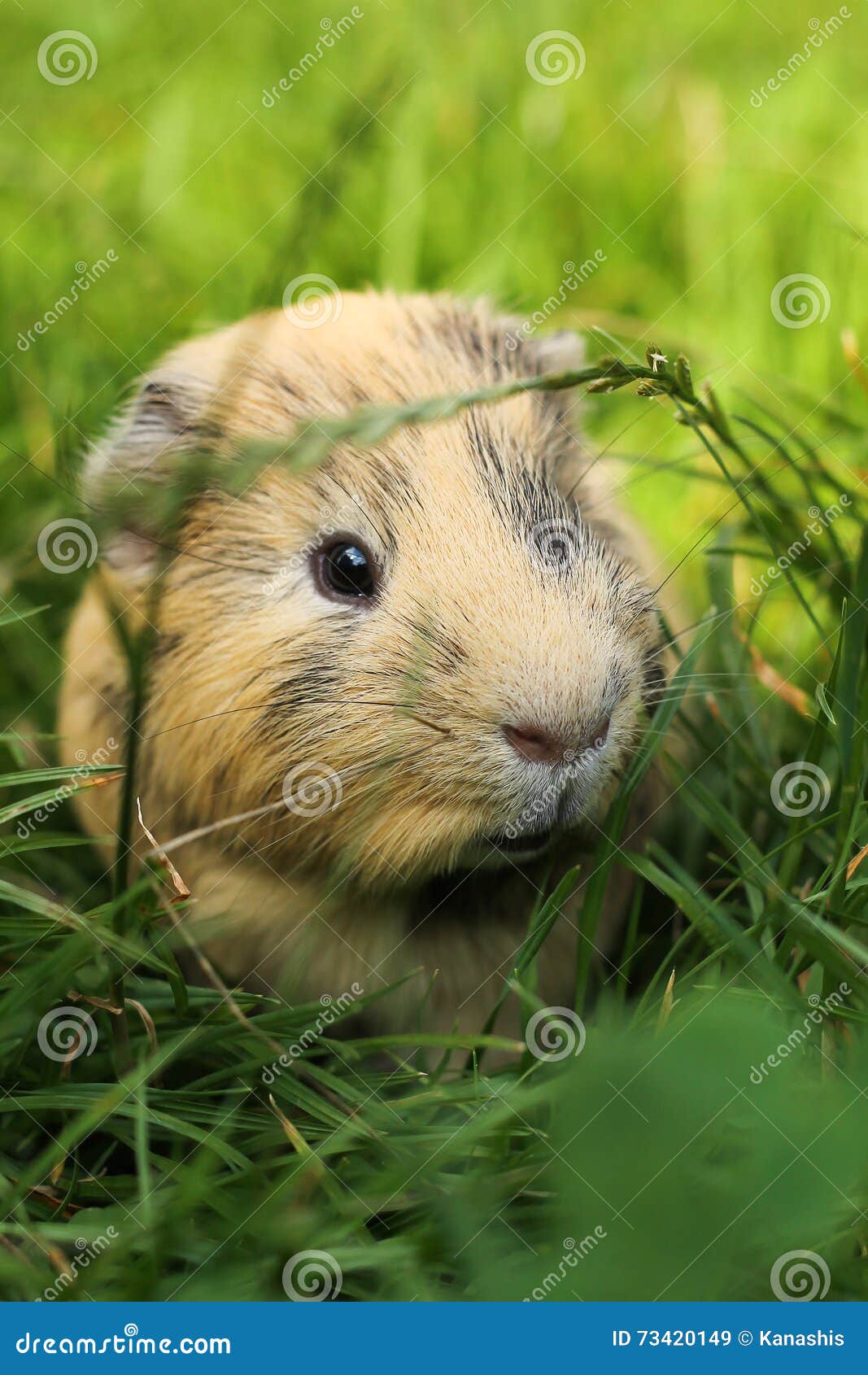 Guinea pig in grass stock image. Image of face, little - 73420149