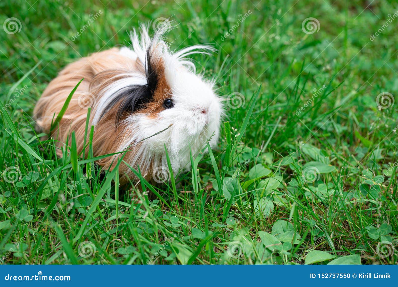 Guinea pig on the grass stock photo. Image of domestic - 152737550