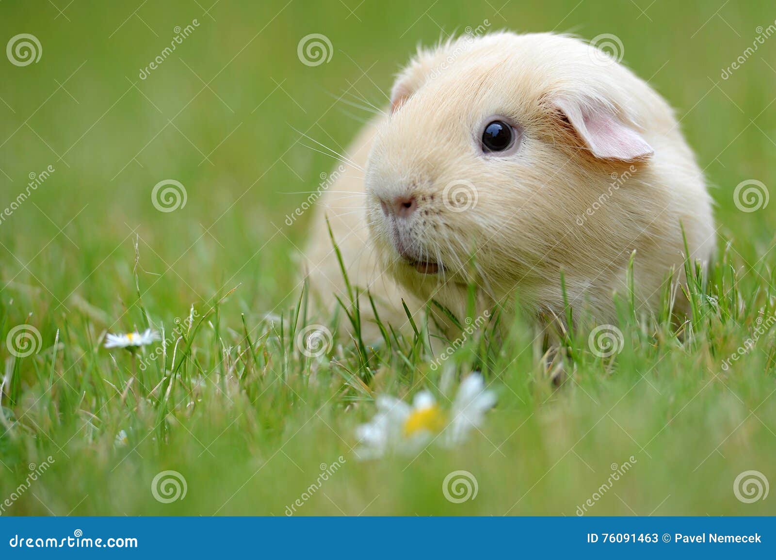 Guinea-pig stock image. Image of food, grass, nature - 76091463