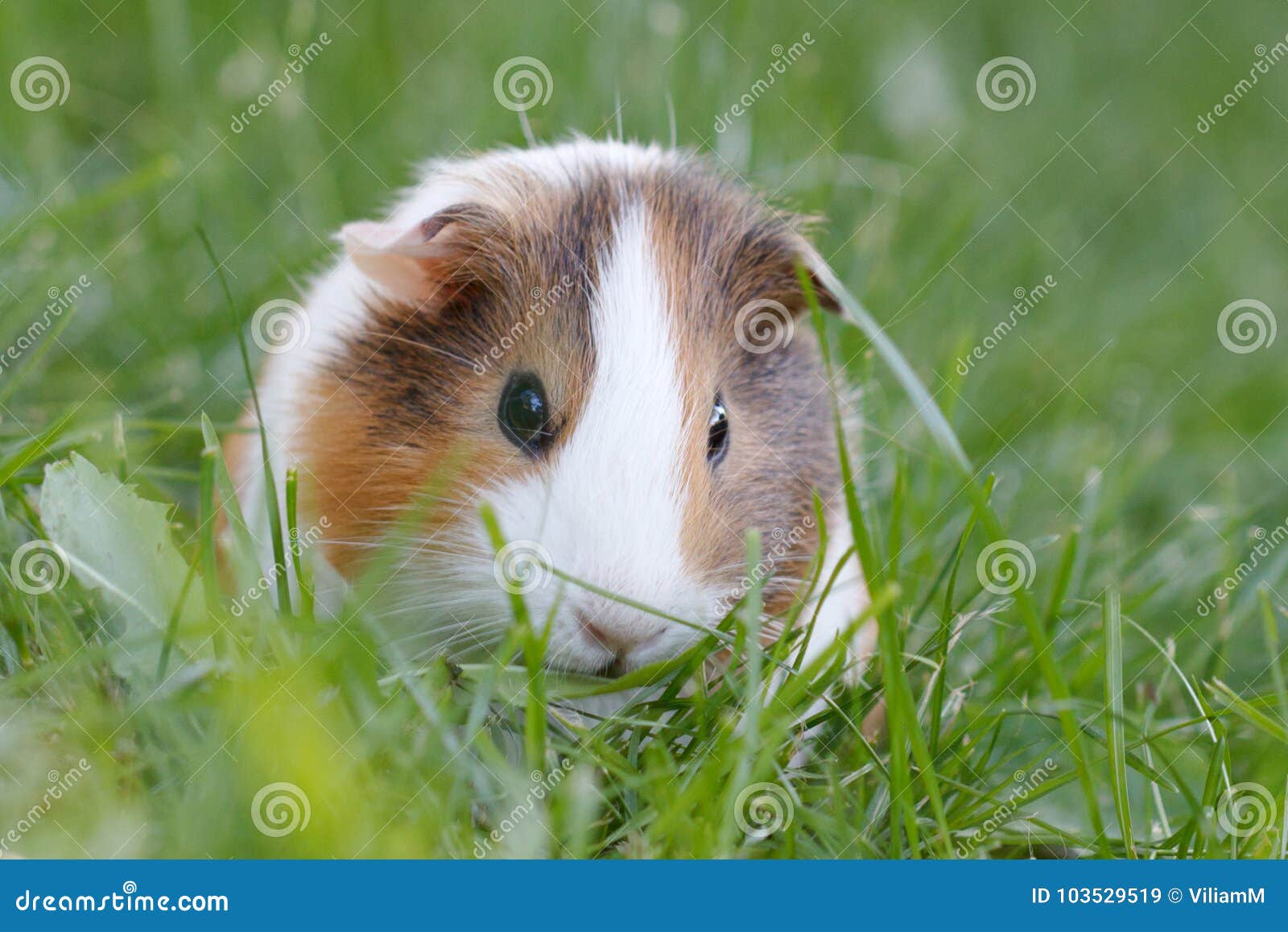 Guinea pig on grass. stock image. Image of mammal, animal - 103529519