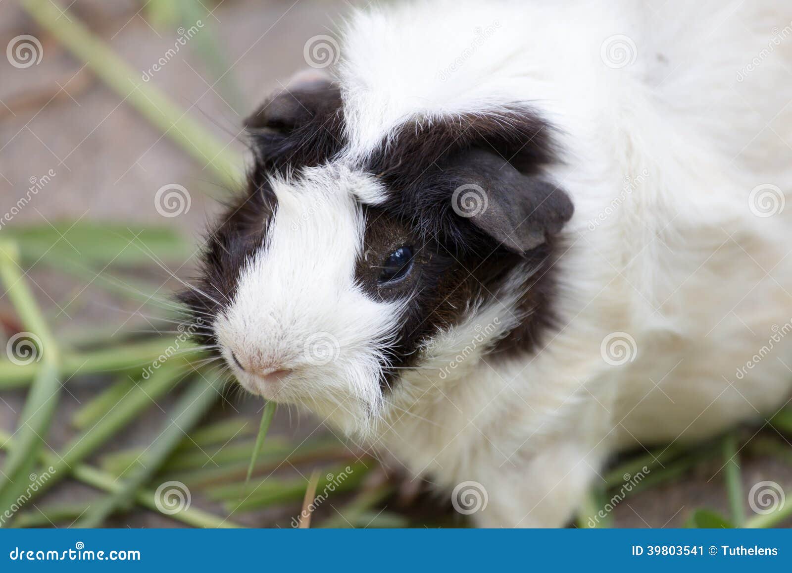 Guinea pig or hamster stock image. Image of multi, food - 39803541
