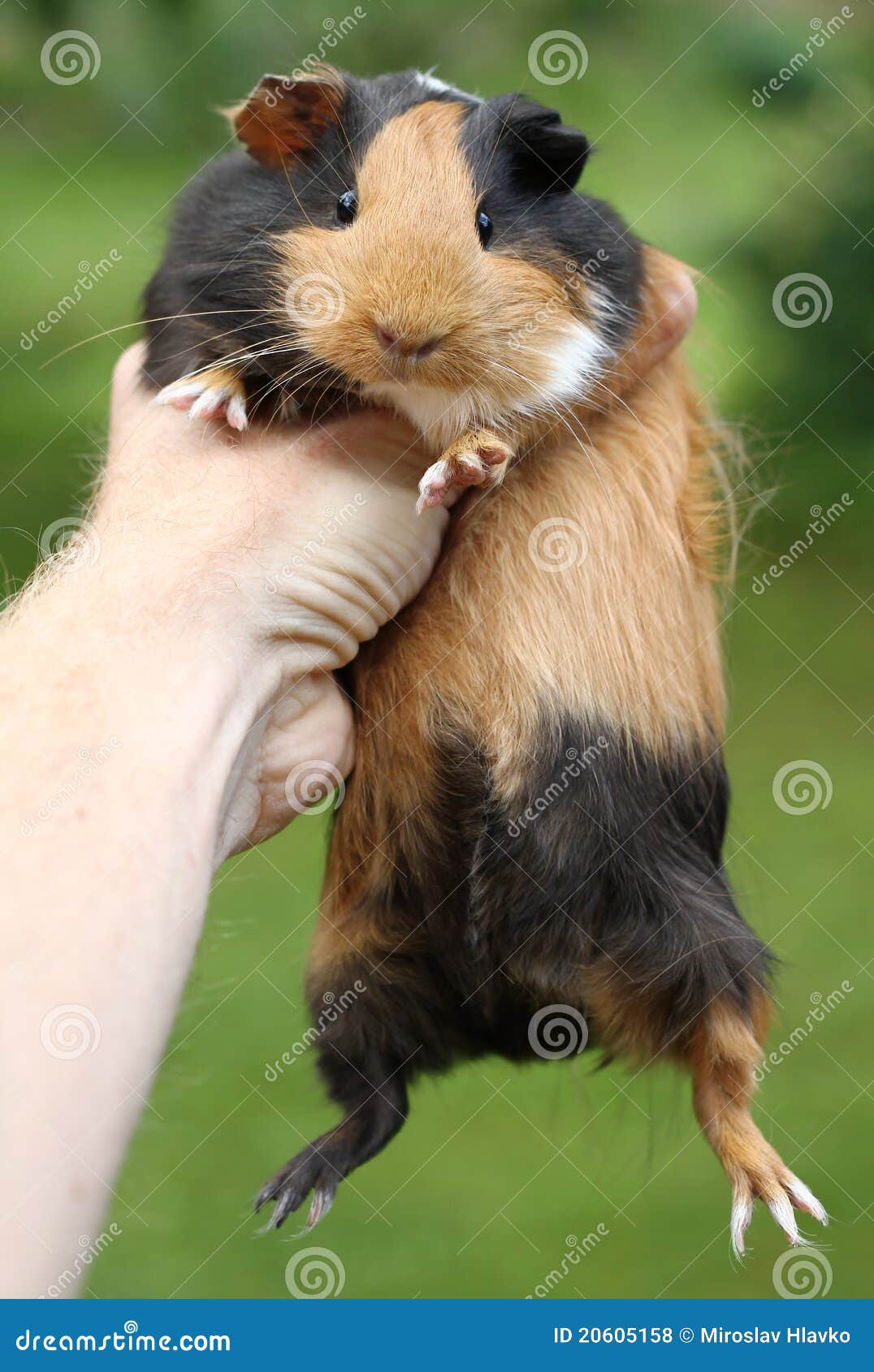 Guinea pig in hand stock photo. Image of rodent, guinea - 20605158