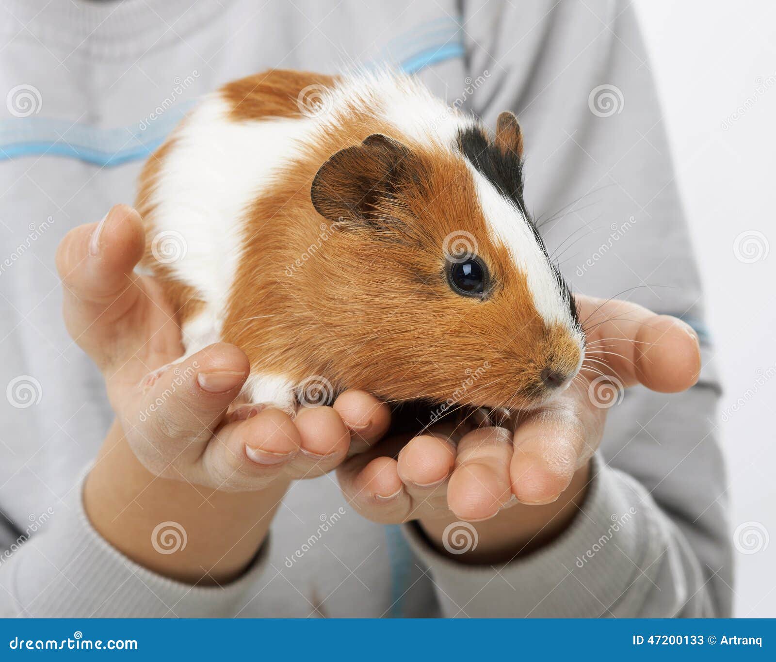 221 Brindle Boy Stock Photos - Free & Royalty-Free Stock Photos from ...