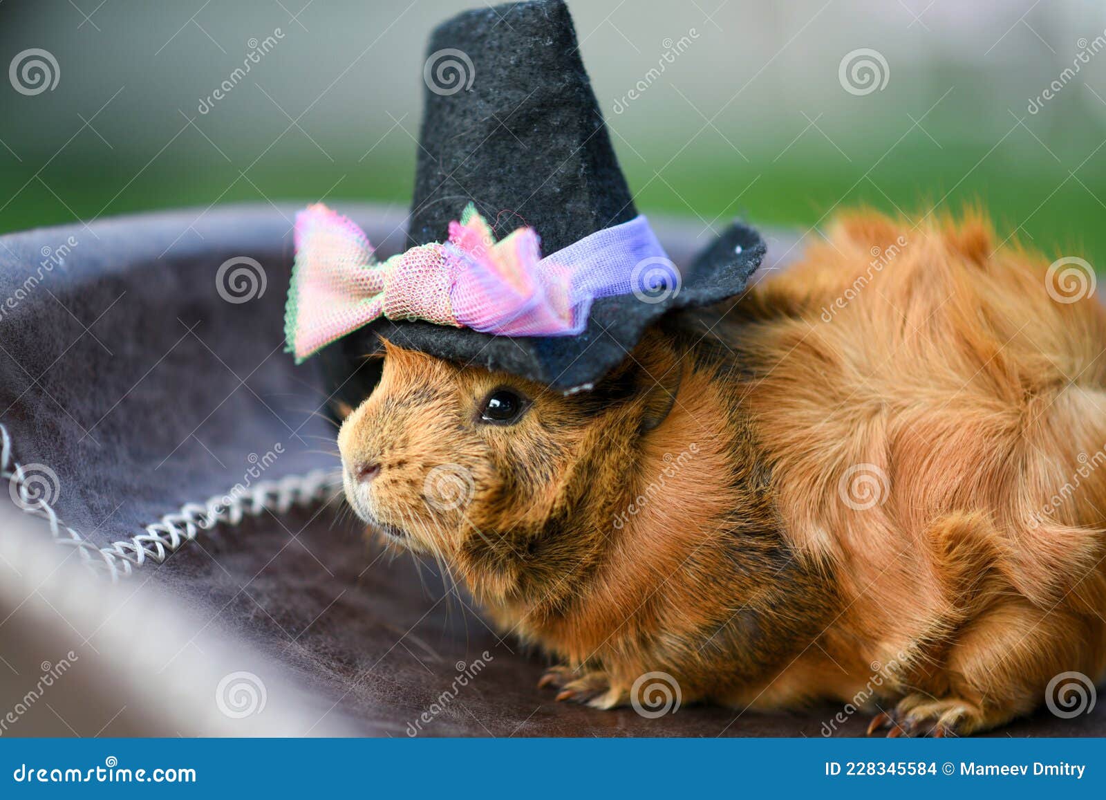 A guinea pig in a hat stock photo. Image of looking - 228345584