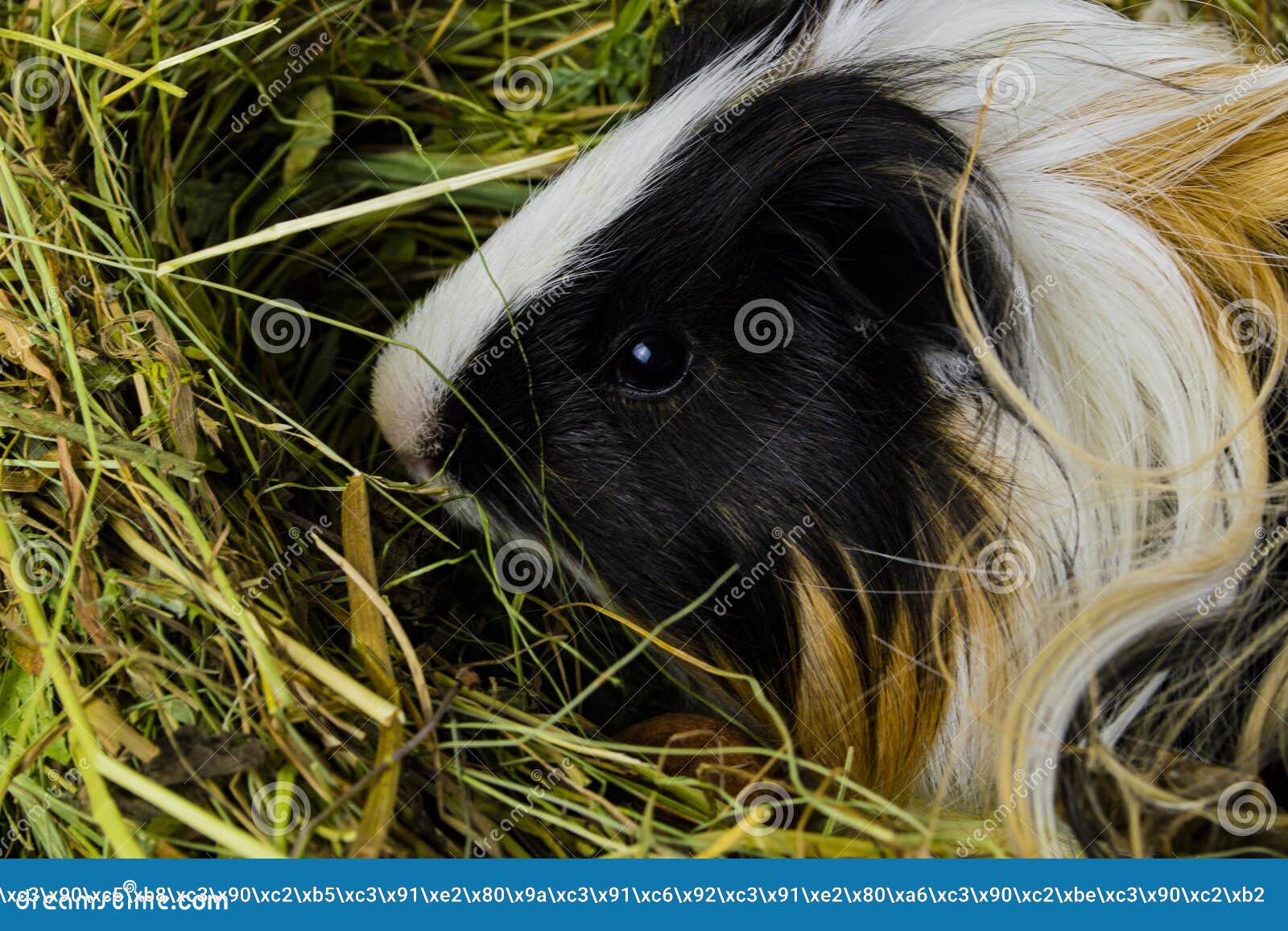 A Guinea Pig in a Haystack. Stock Photo - Image of architecture, blue ...