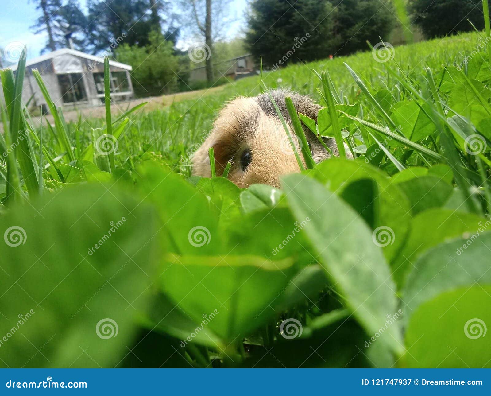 Guinea pig stock image. Image of hiding, funny, guinea - 121747937