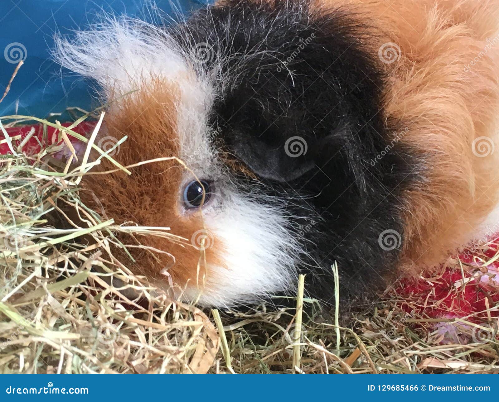 Guinea Pig stock photo. Image of hiding, cute, guinea - 129685466