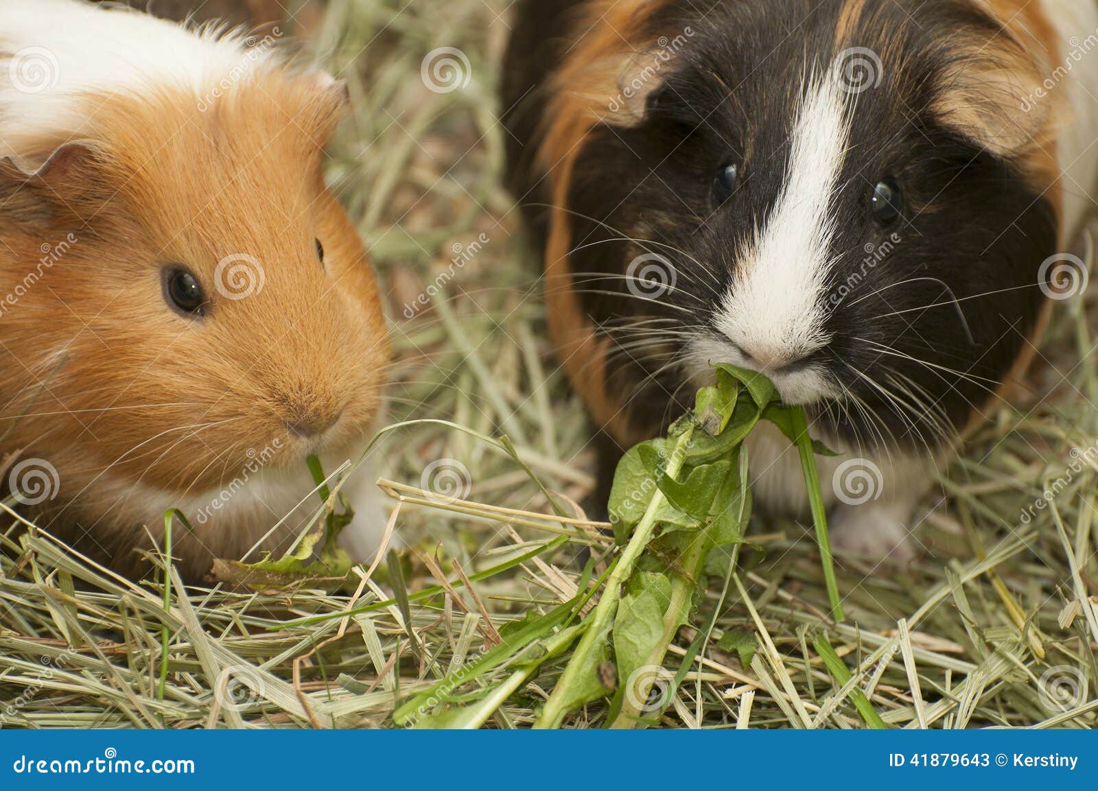 Guinea pig stock image. Image of rodent, nature, natural - 41879643