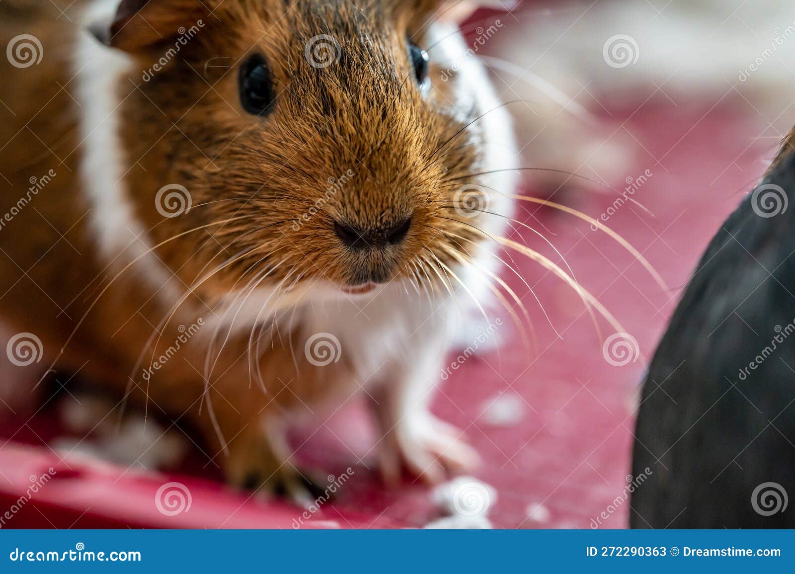 Guinea Pig with Inquisitive Expression Looking at the Camera Stock ...