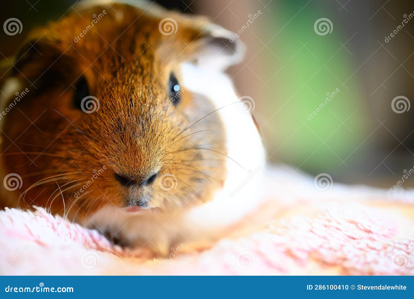 Guinea Pig with Inquisitive Expression Looking at the Camera Stock ...