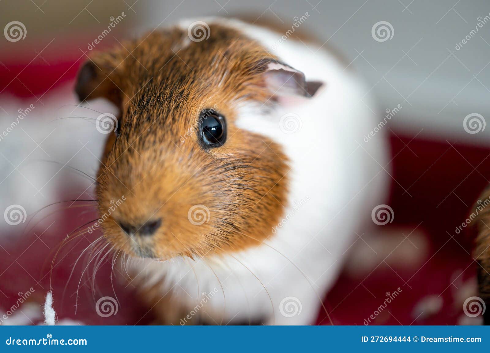 Guinea Pig with Inquisitive Expression Looking at the Camera Stock ...