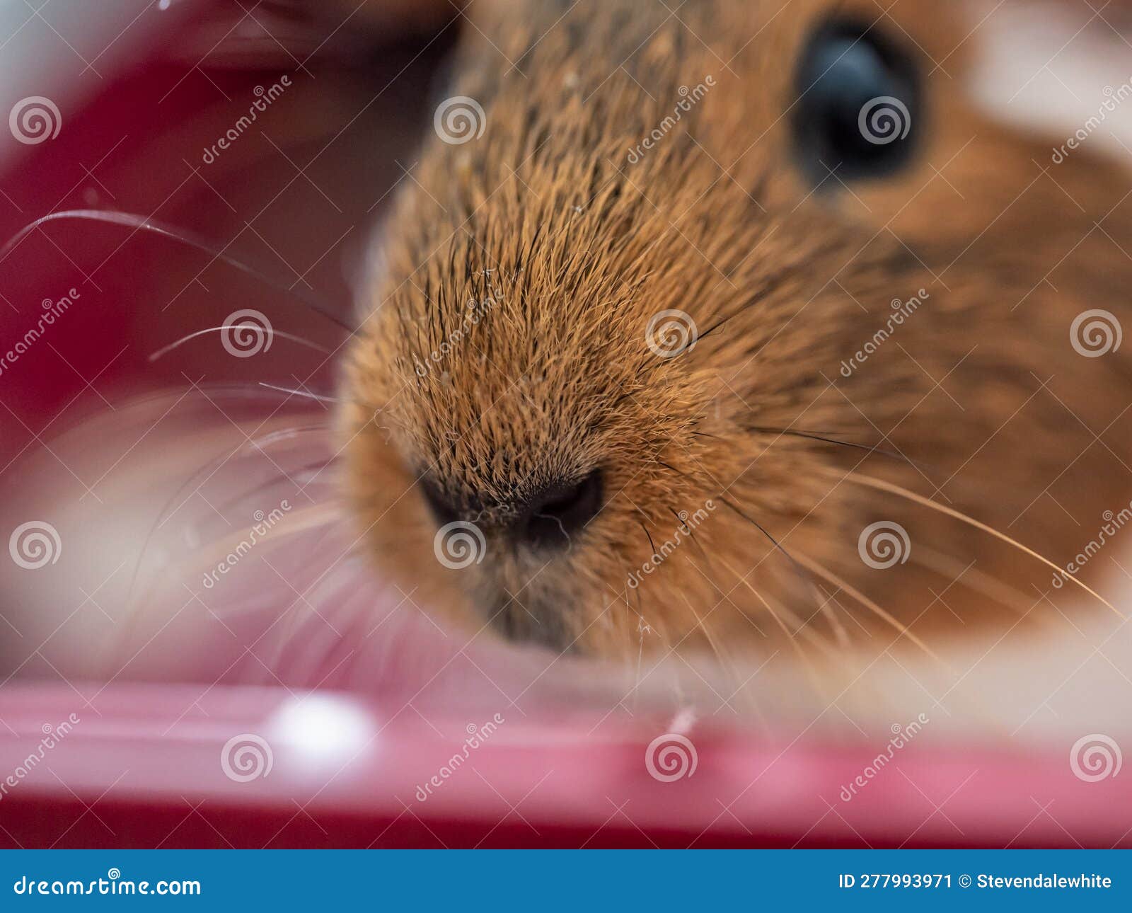 Guinea Pig with Inquisitive Expression Looking at the Camera Stock ...