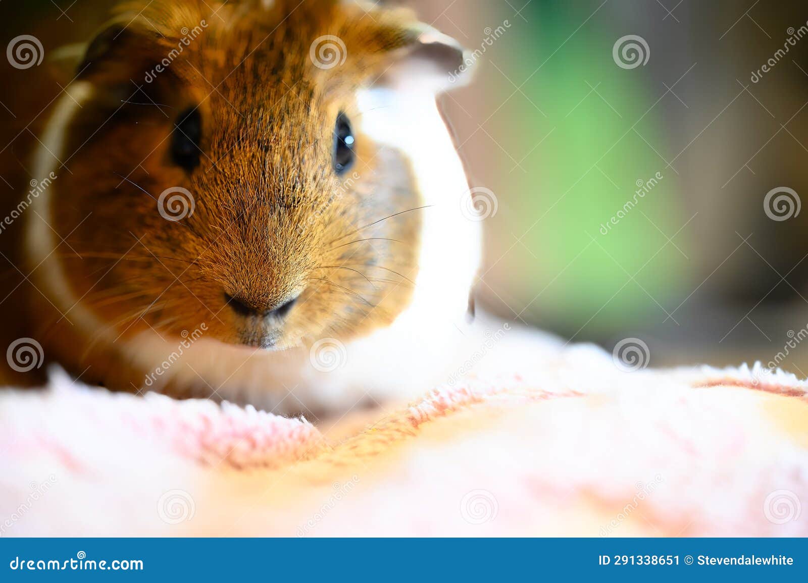 Guinea Pig with Inquisitive Expression Looking at the Camera Stock ...