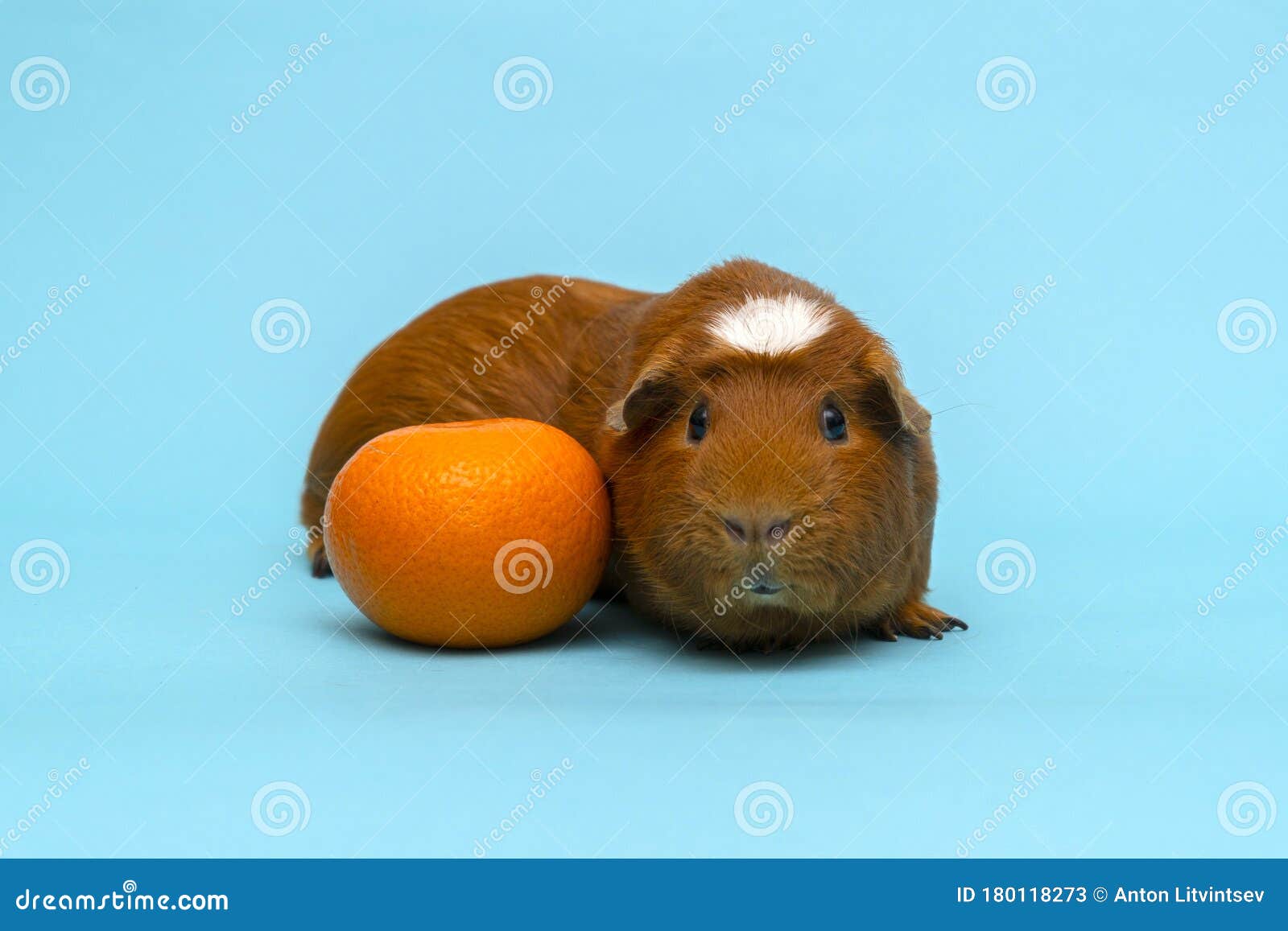 Guinea Pig Isolated on the Blue Background Stock Image - Image of ...