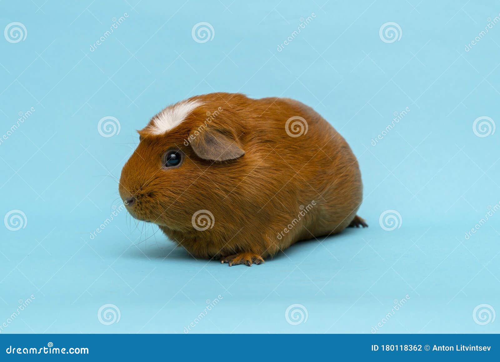Guinea Pig Isolated on the Blue Background Stock Photo - Image of ...