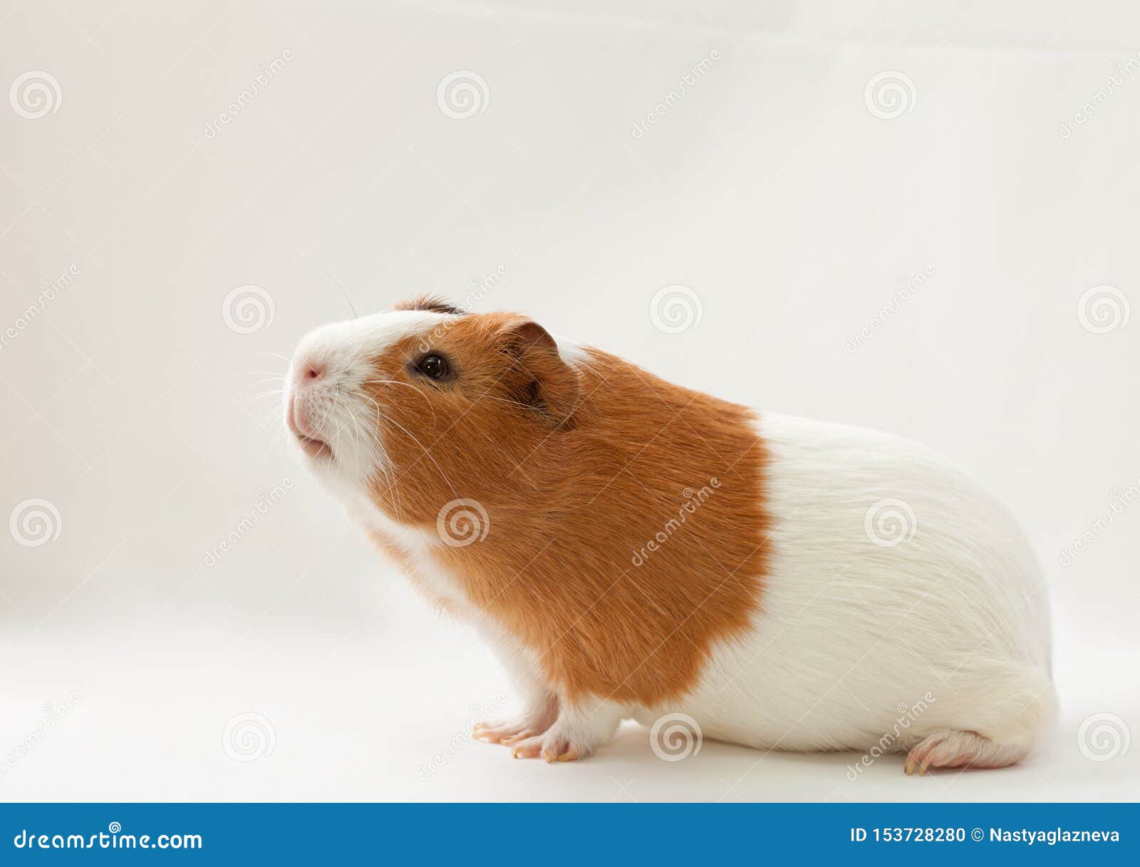 Guinea-pig On The Light Background Royalty-Free Stock Photography ...