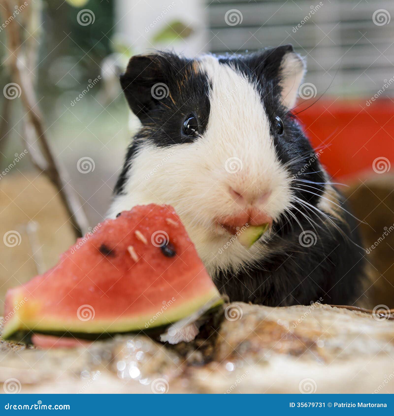 Guinea Pig Picture. Image: 35679731