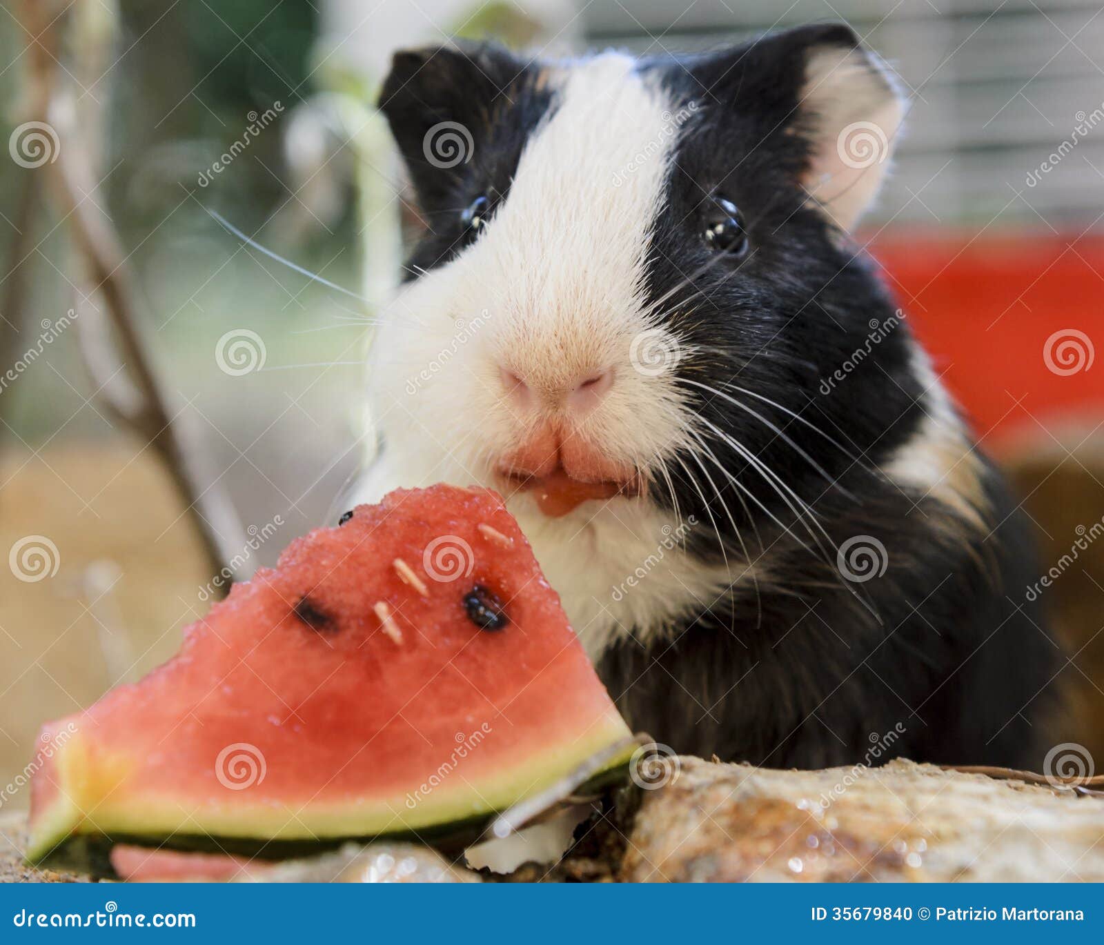 Guinea Pig Watermelon Stock Photos - Free & Royalty-Free Stock Photos ...