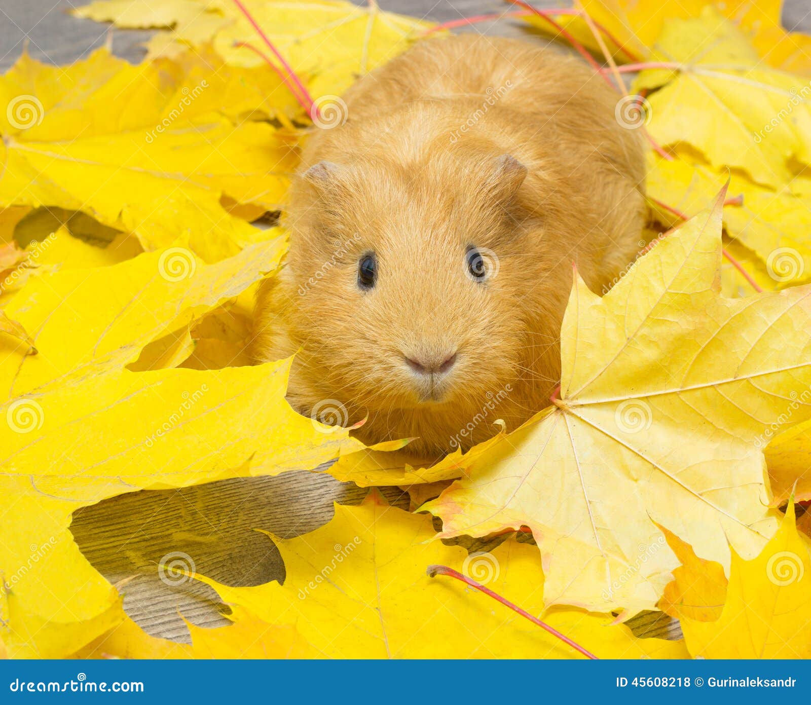 Guinea pig stock photo. Image of close, cavy, animals - 45608218