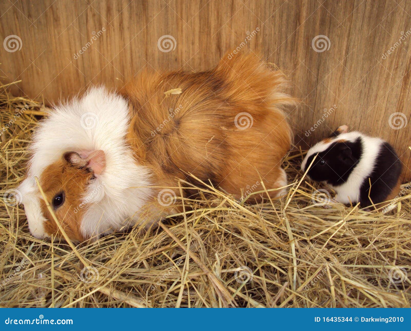 Guinea pig mom stock photo. Image of cavy, baby, cavie - 16435344